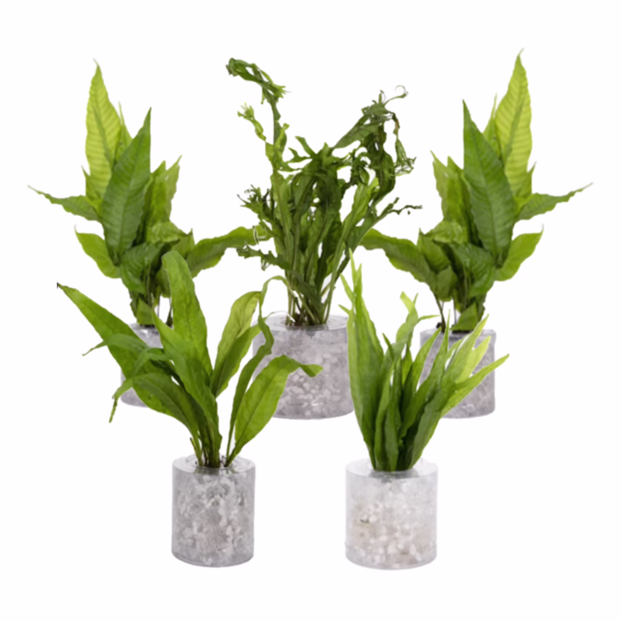 Tube Plant Combo Pack B | Petco