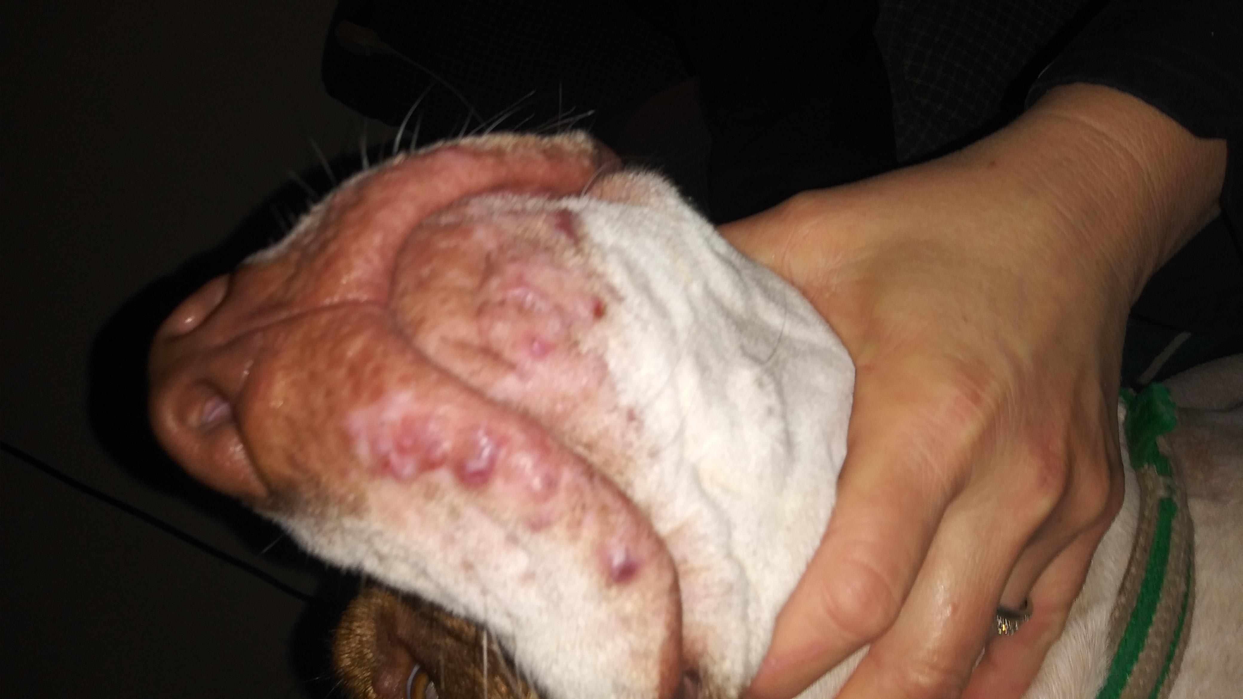 What are these bumps on my pit bull's lips? Could it be staph? | Petco