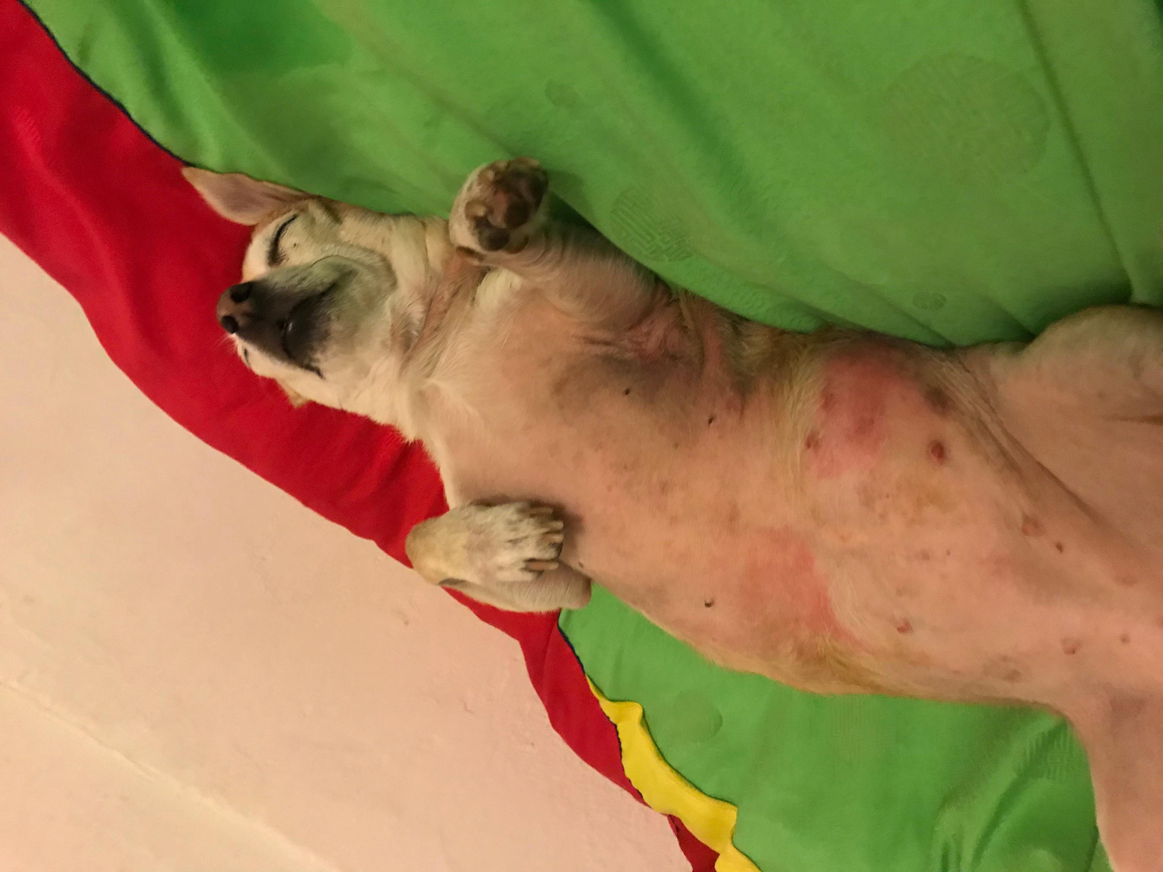 Why is my dog scratching belly with red spots? Is it allergies? | Petco