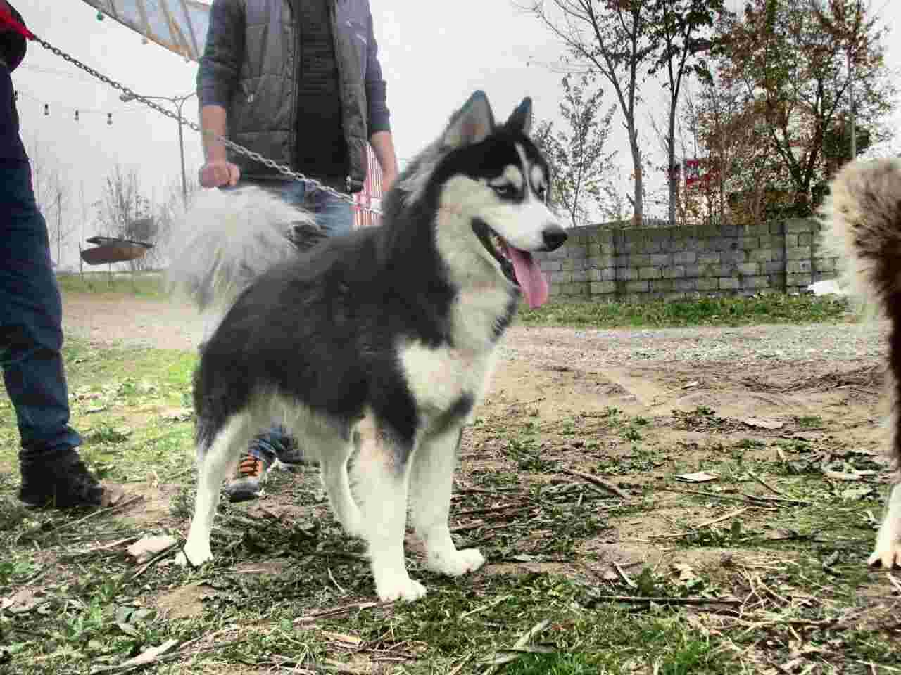 What's the best way to build healthy muscle for your Husky? | Petco