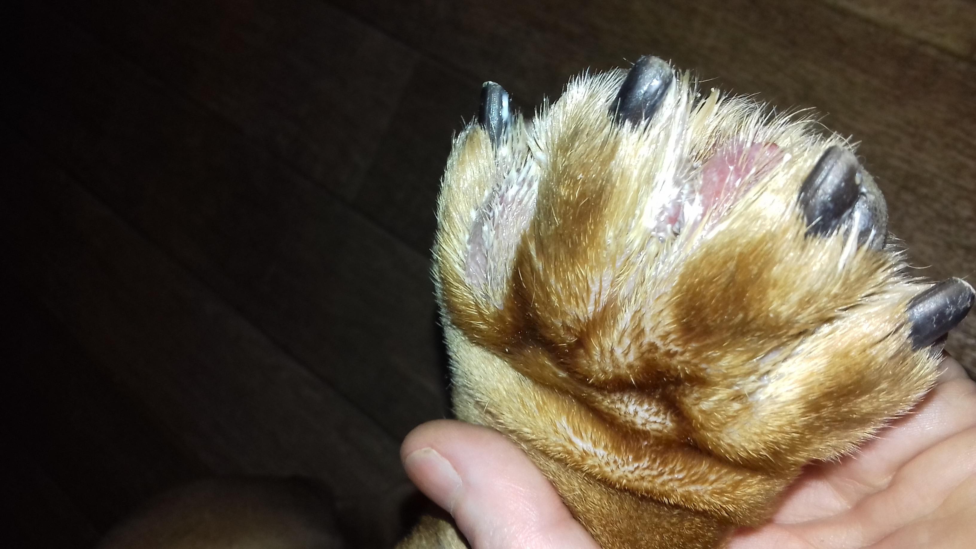 My English Bulldog has red, inflamed paw cysts & ulcerated pads | Petco