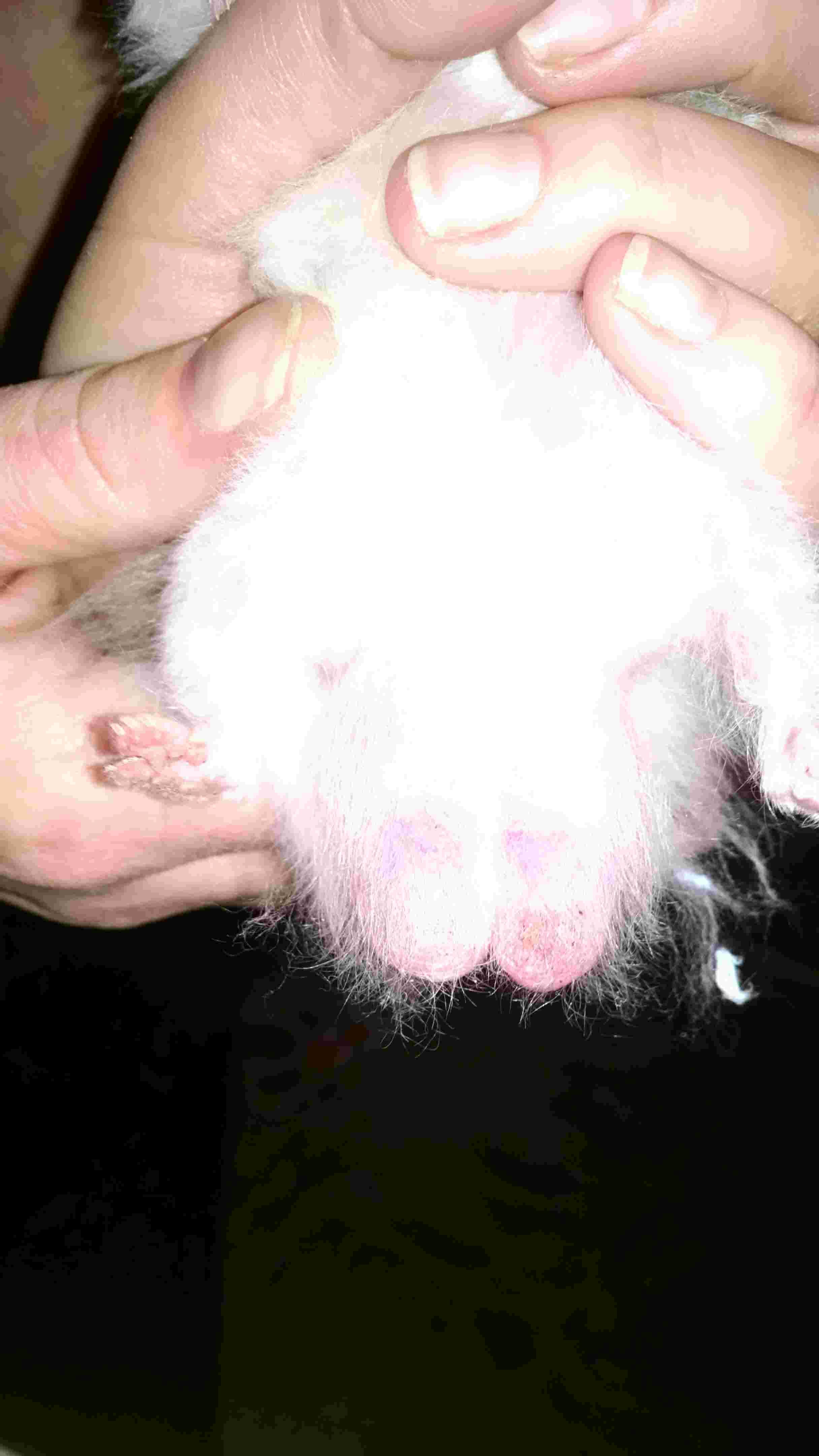 Hamster's Swollen Testicles After Cranberry Sauce? Get Help! | Petco