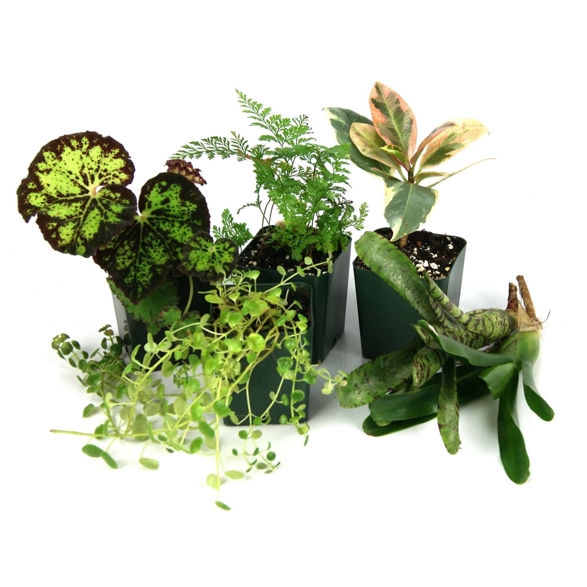 Live Plants Tropical Plant Kit, 6 Count | Petco