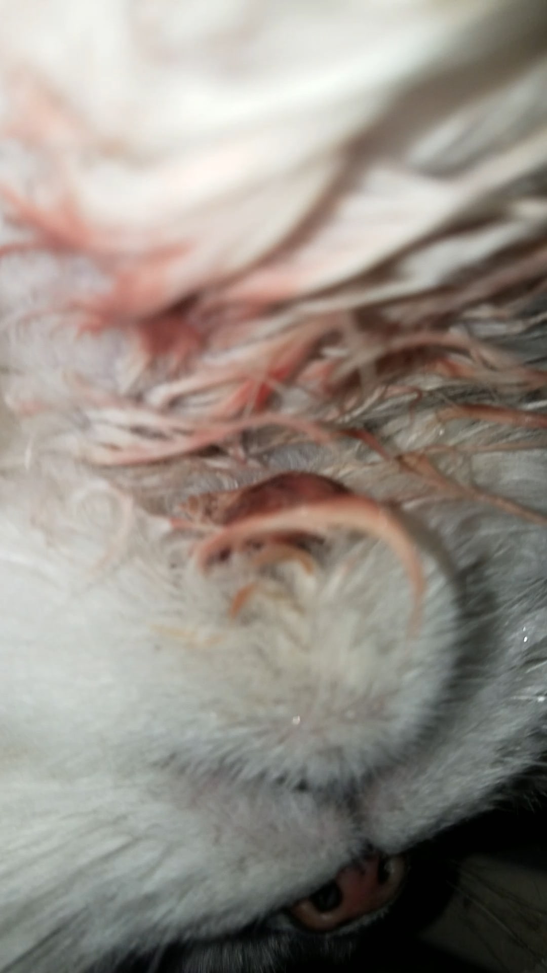 My Cat's Chin Burst, Leaking Blood & Pus. Is It Serious? | Petco