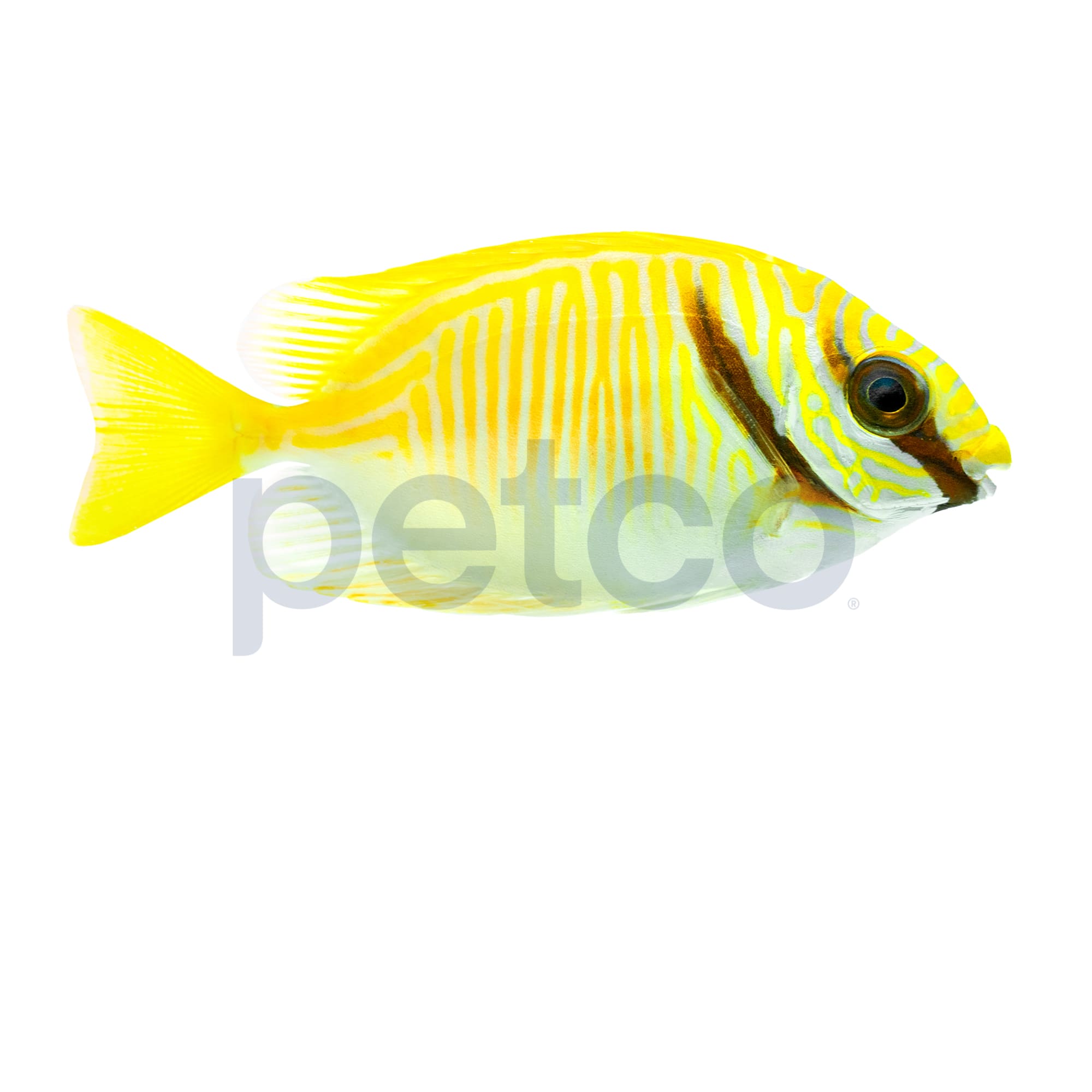 Two Bar Rabbitfish For Sale | Petco