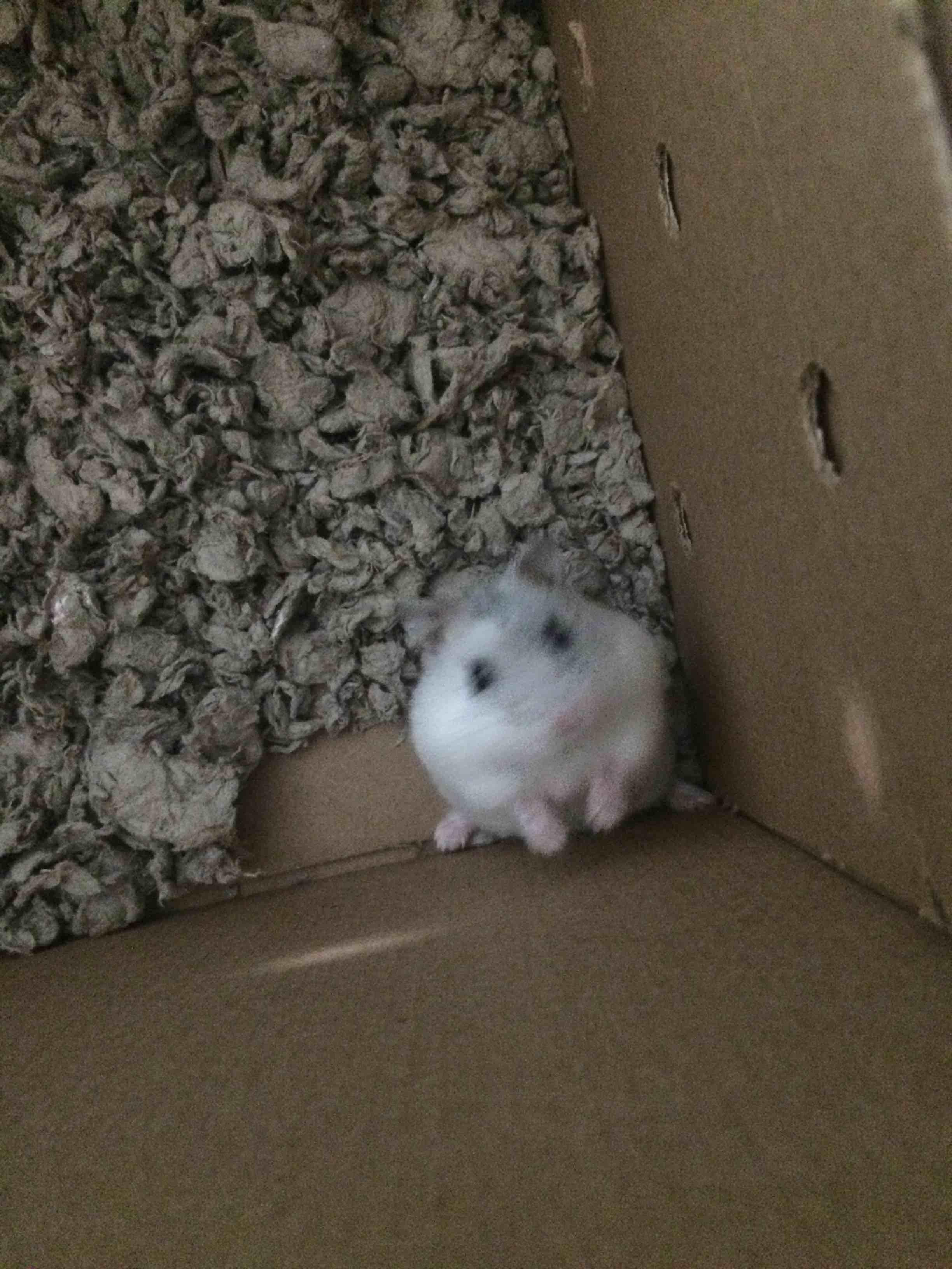 Why is my hamster sleeping so much and dragging her back legs? | Petco