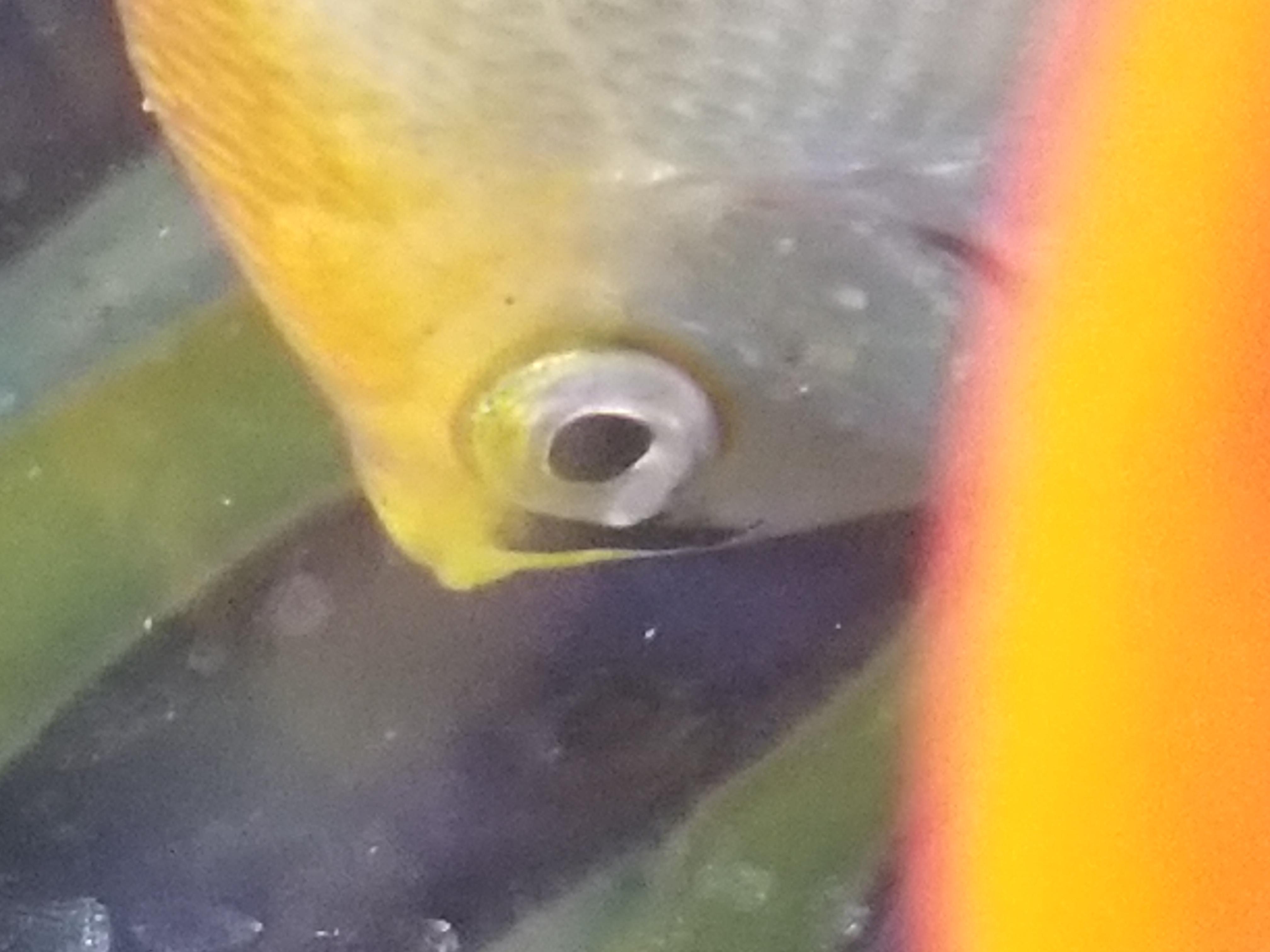 Why is my fish not eating, has yellow poop, and an eye growth? | Petco
