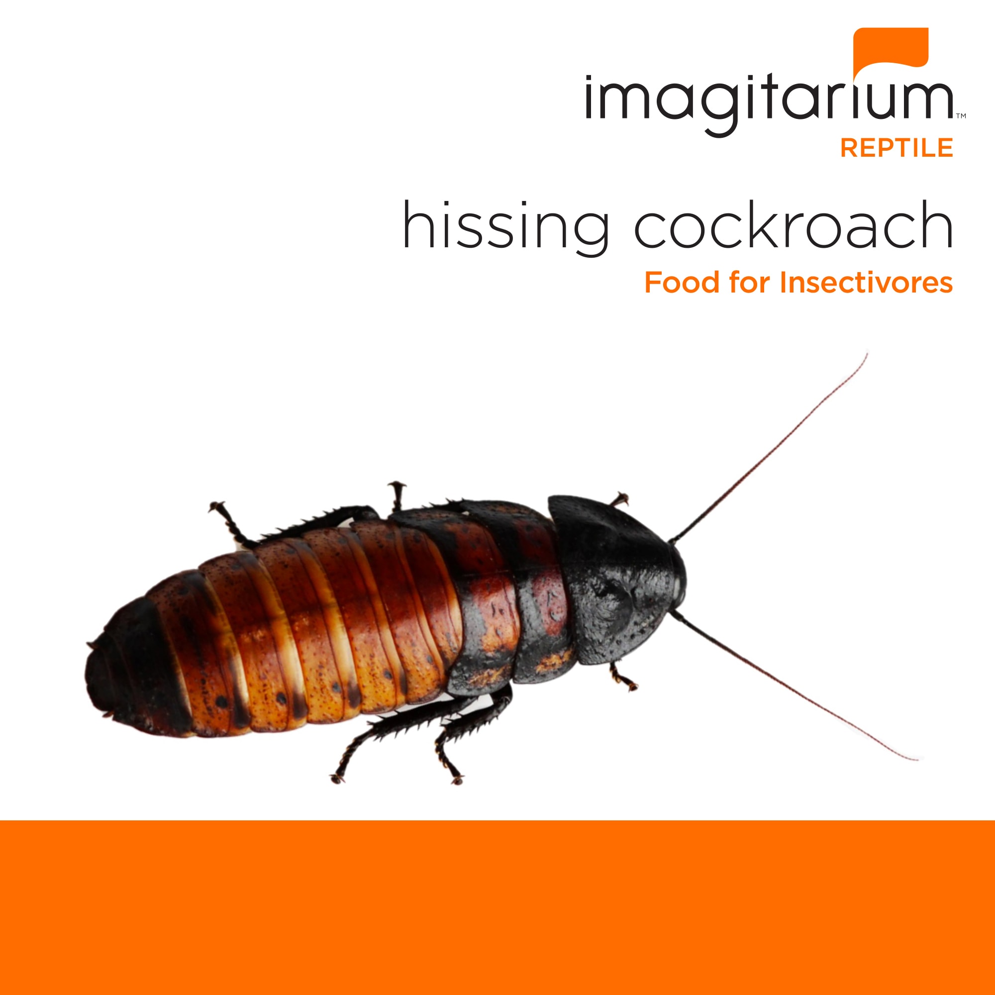 UPC 800443637807 - Hissing Cockroach (Gromphadorhina portentosa), Large, 100 Count | upcitemdb.com