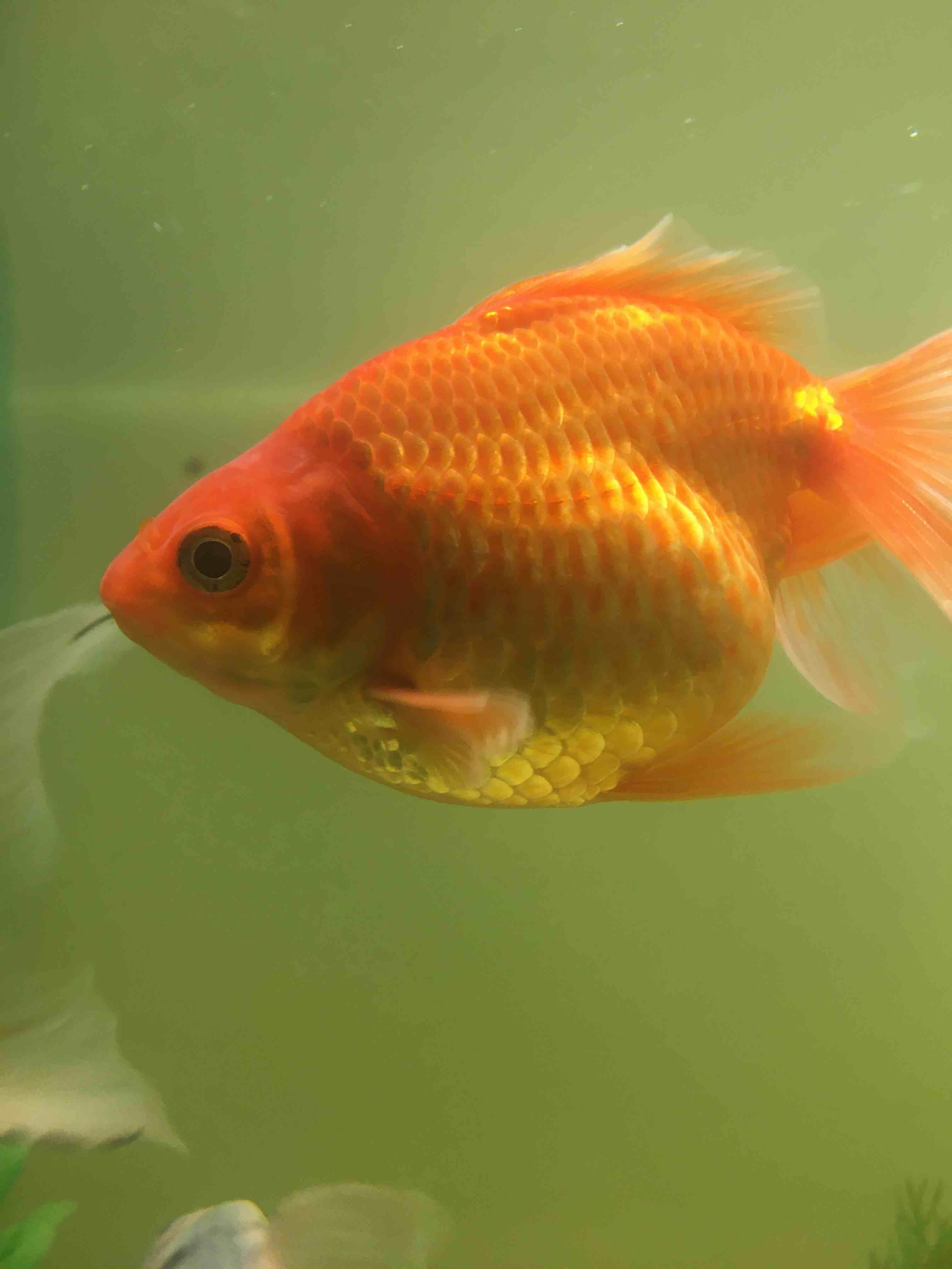 Swollen Goldfish: Is She Pregnant? How Long Do They Carry Eggs? | Petco