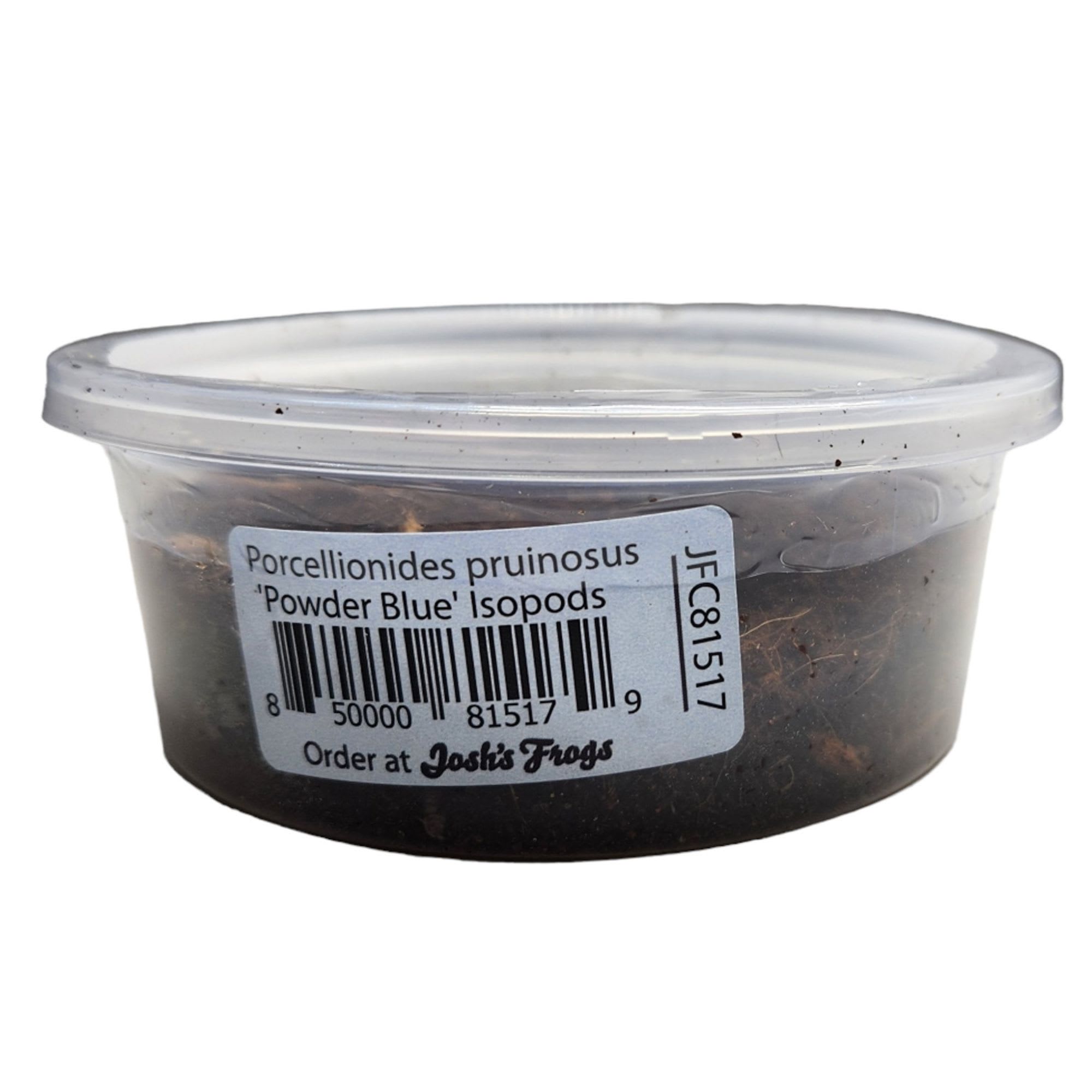 Powder Blue Isopods (Porcellionides pruinosus), 10 Count | Petco