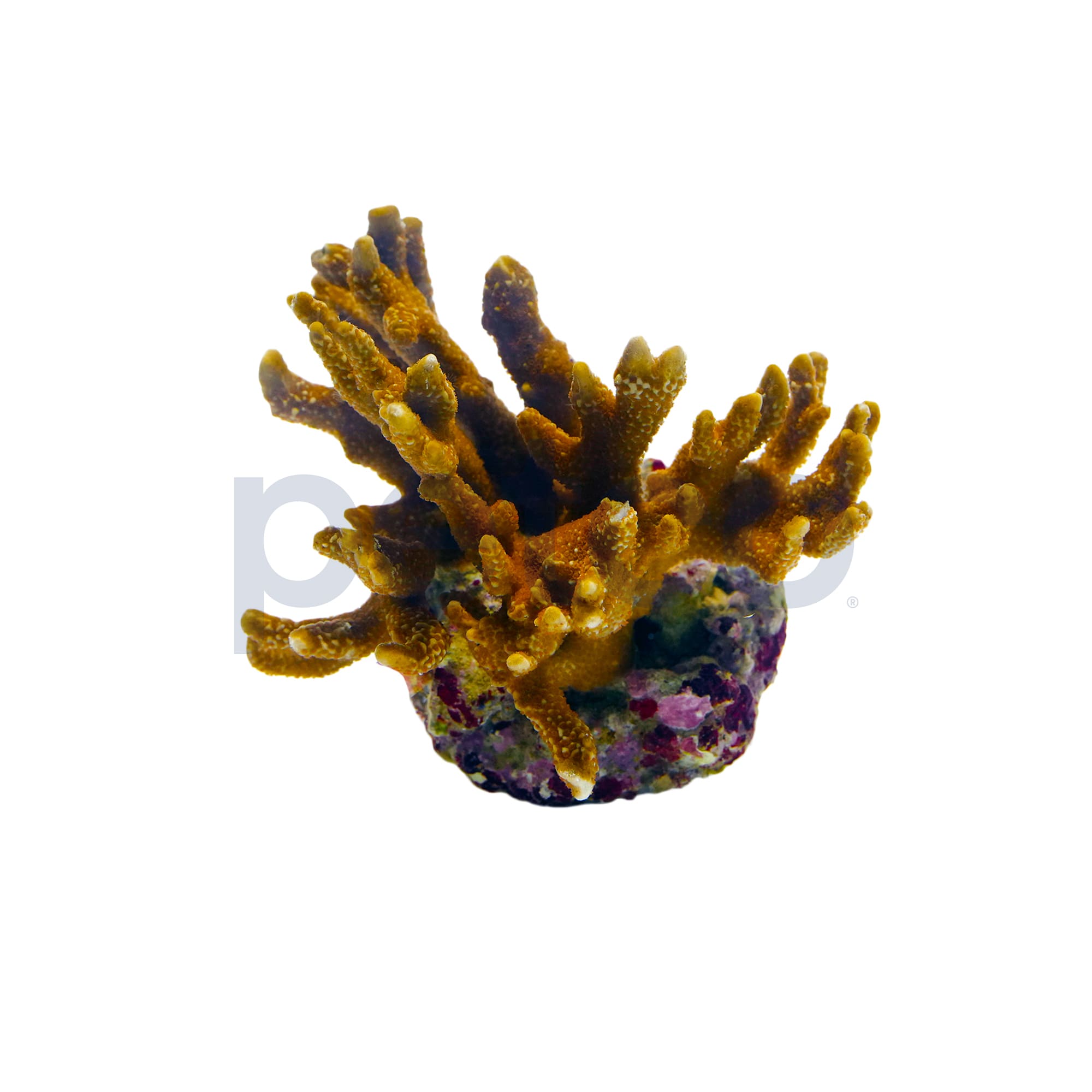 Aquacultured Orange Digitata Coral (Montipora digitata) | Petco