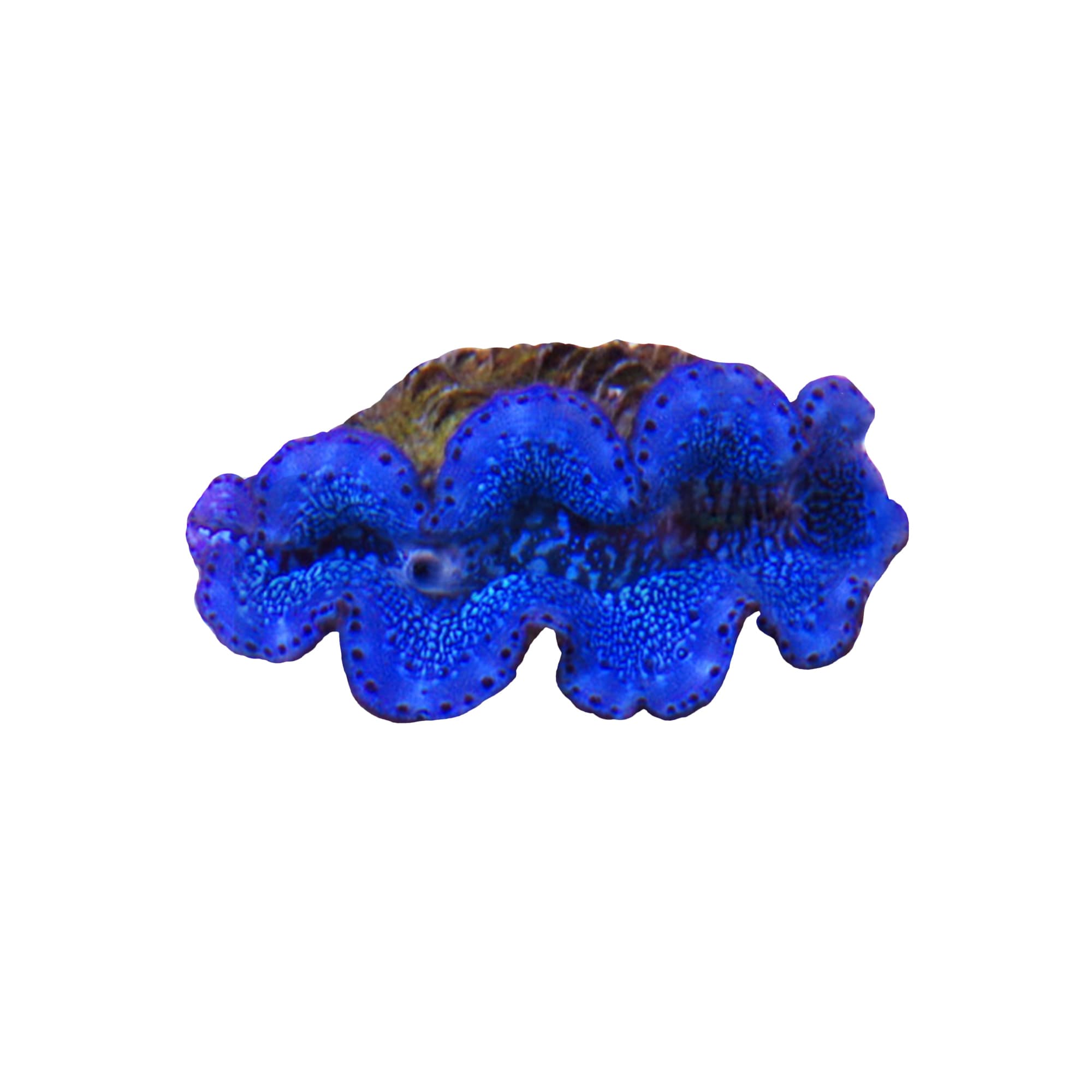 Blue Turquoise Maxima Clam For Sale - 1.5-2" | Petco