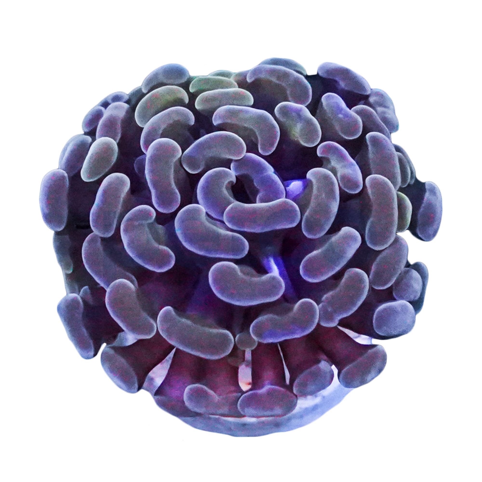 Gold Branch Hammer Frag For Sale | Petco