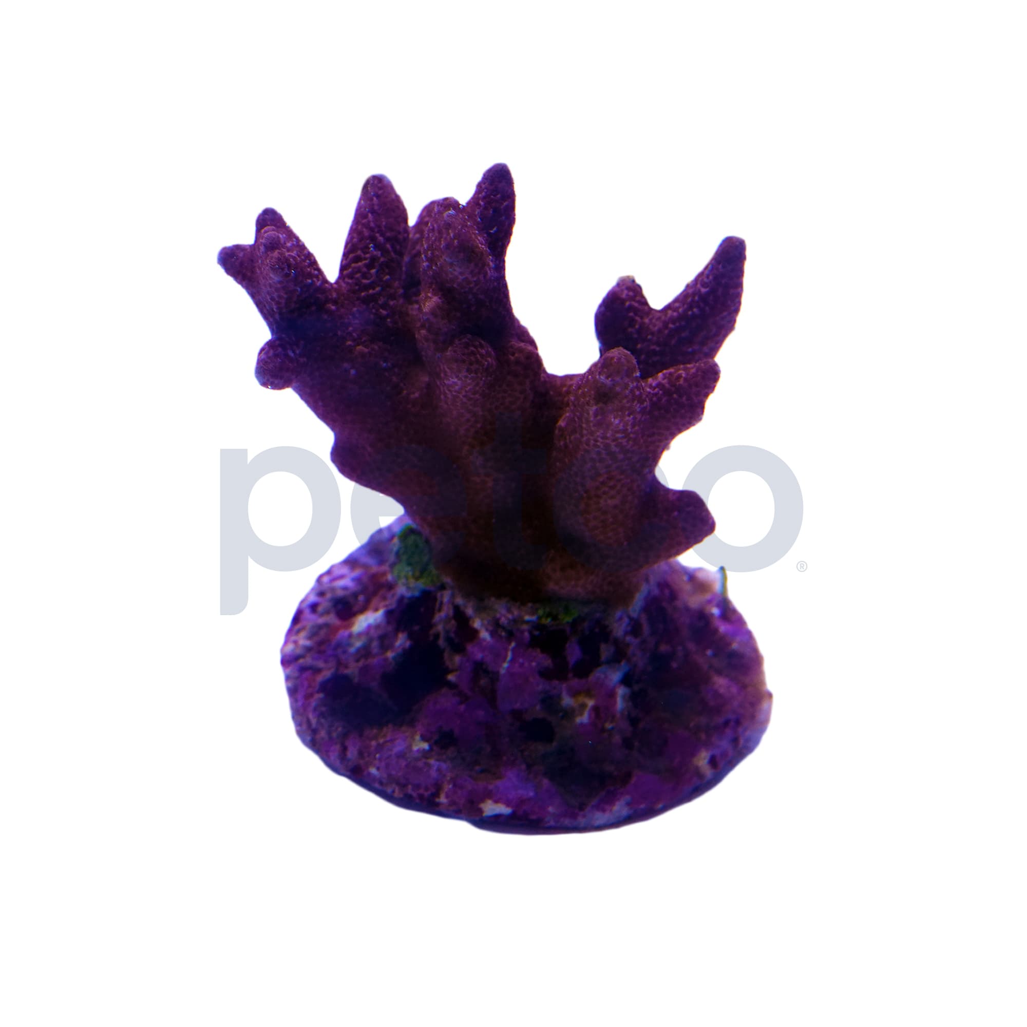 Aquacultured Blue/Purple Digitata Coral (Montipora digitata) | Petco