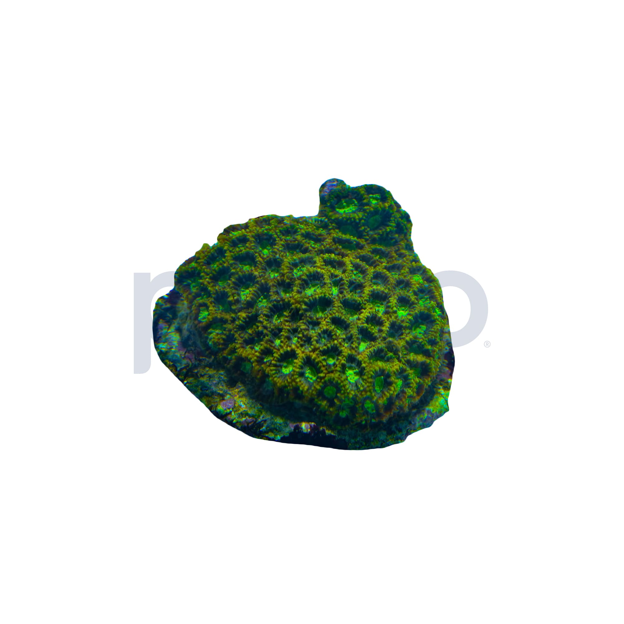 Aquacultured Neon Green Brain Coral (Favites sp.) | Petco