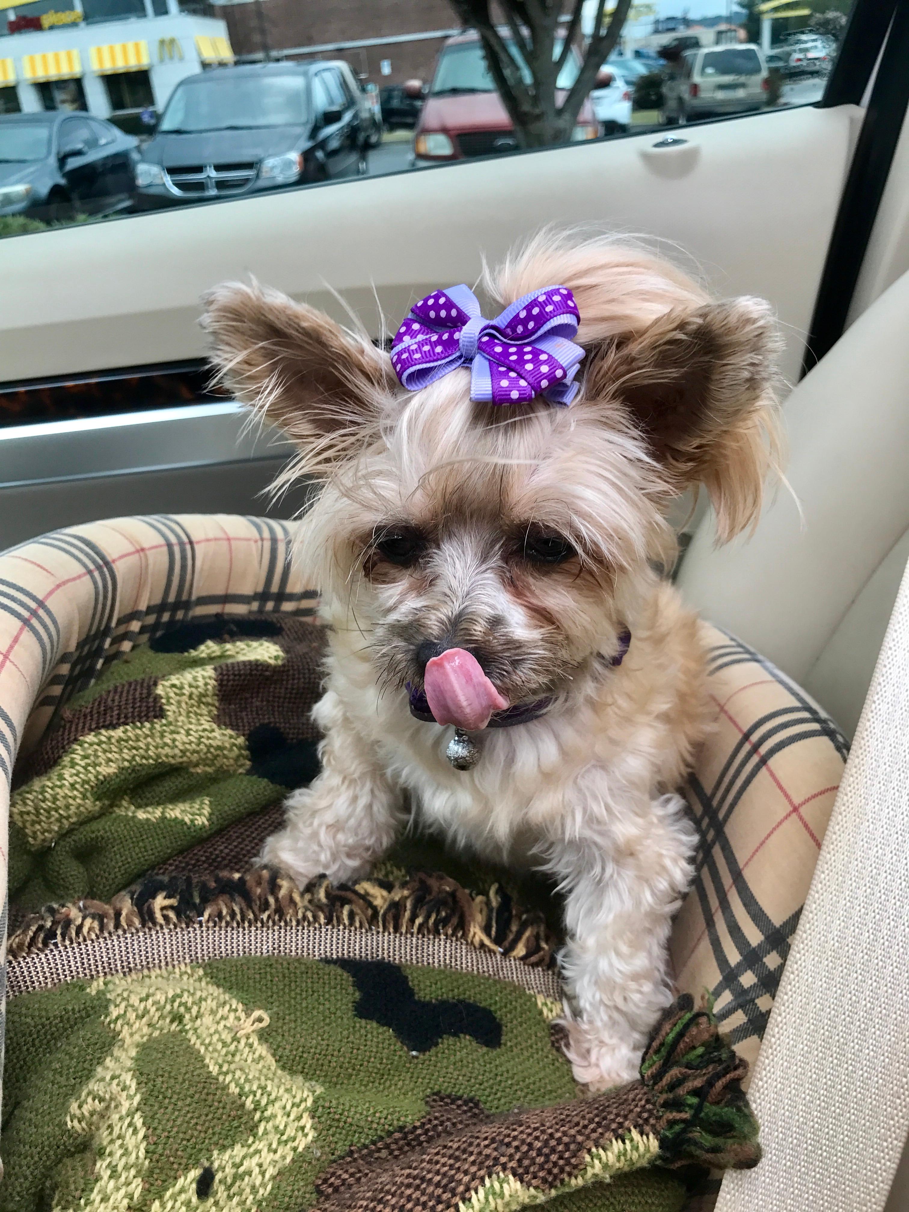 Yorkie Liver Issues & High Bile Acids: Is It a Portosystemic Shunt? | Petco