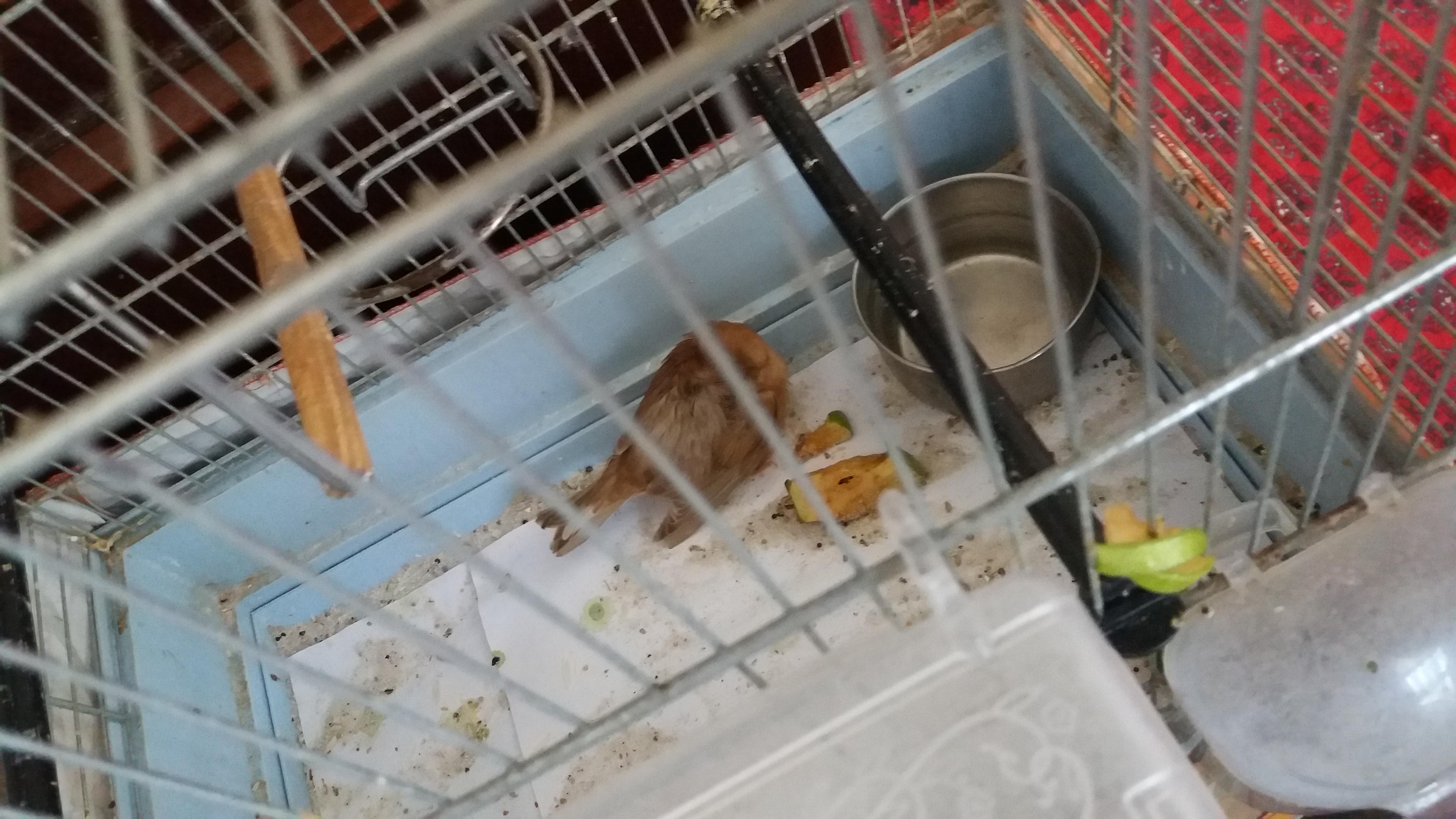 Why is my canary puffed up and breathing heavily? Is it sick? | Petco
