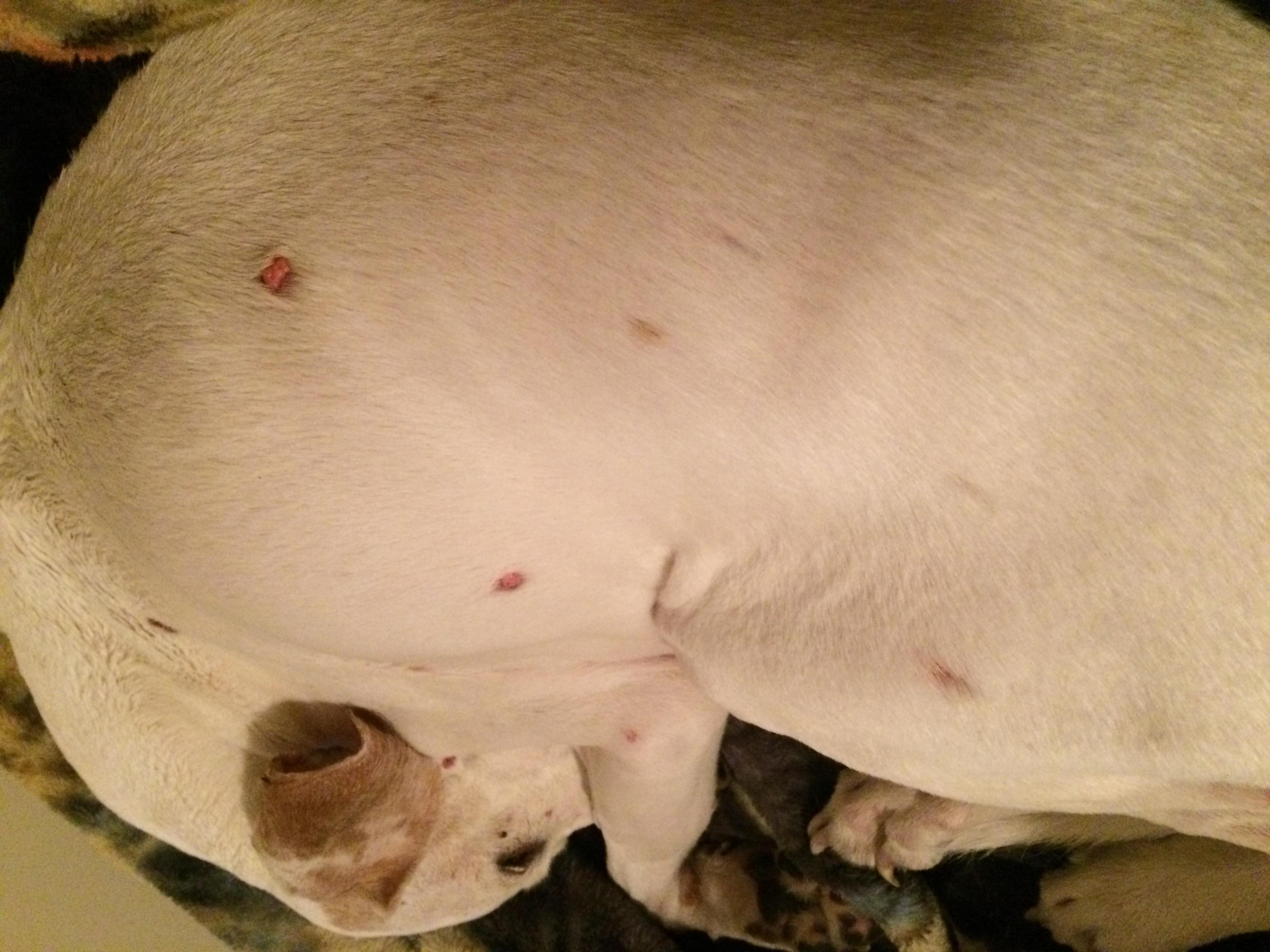 My Dog Licking Groin: Lumps & Dark Spots? See a Vet? | Petco
