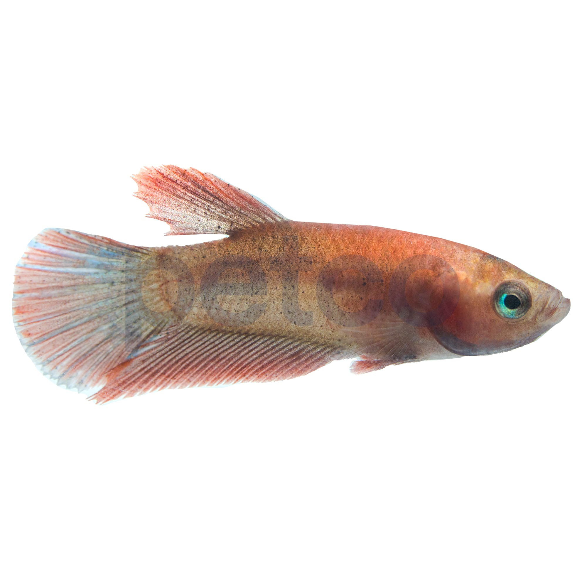 Male Crimson Fire Betta | Petco