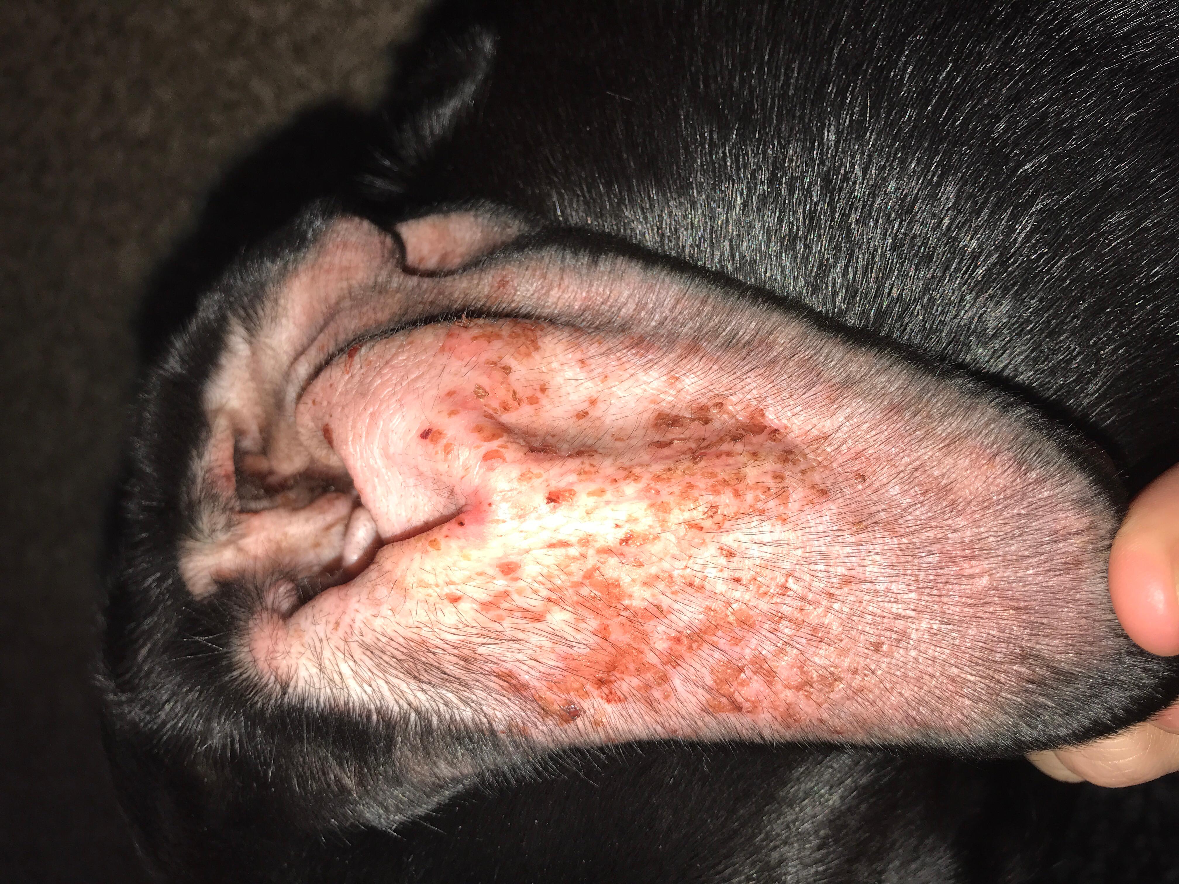 My Dog Has Red, Itchy Ears with Bumps: Home Remedies | Petco