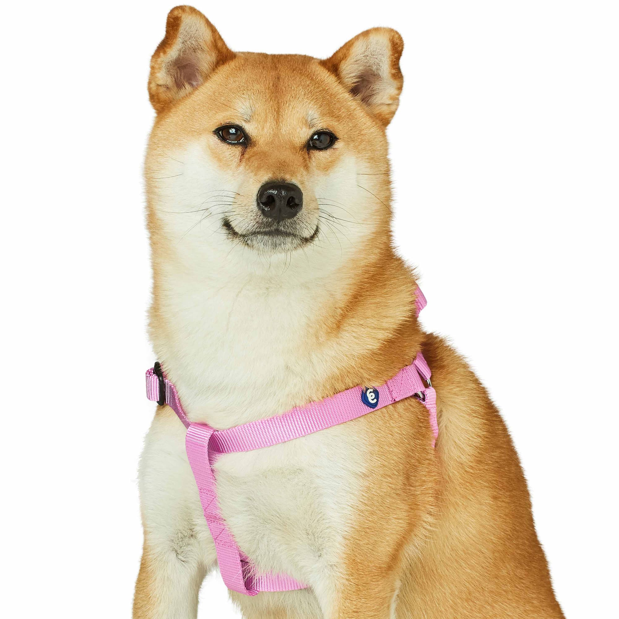 Shiba Cross Breeds | ppgbbe.intranet.biologia.ufrj.br