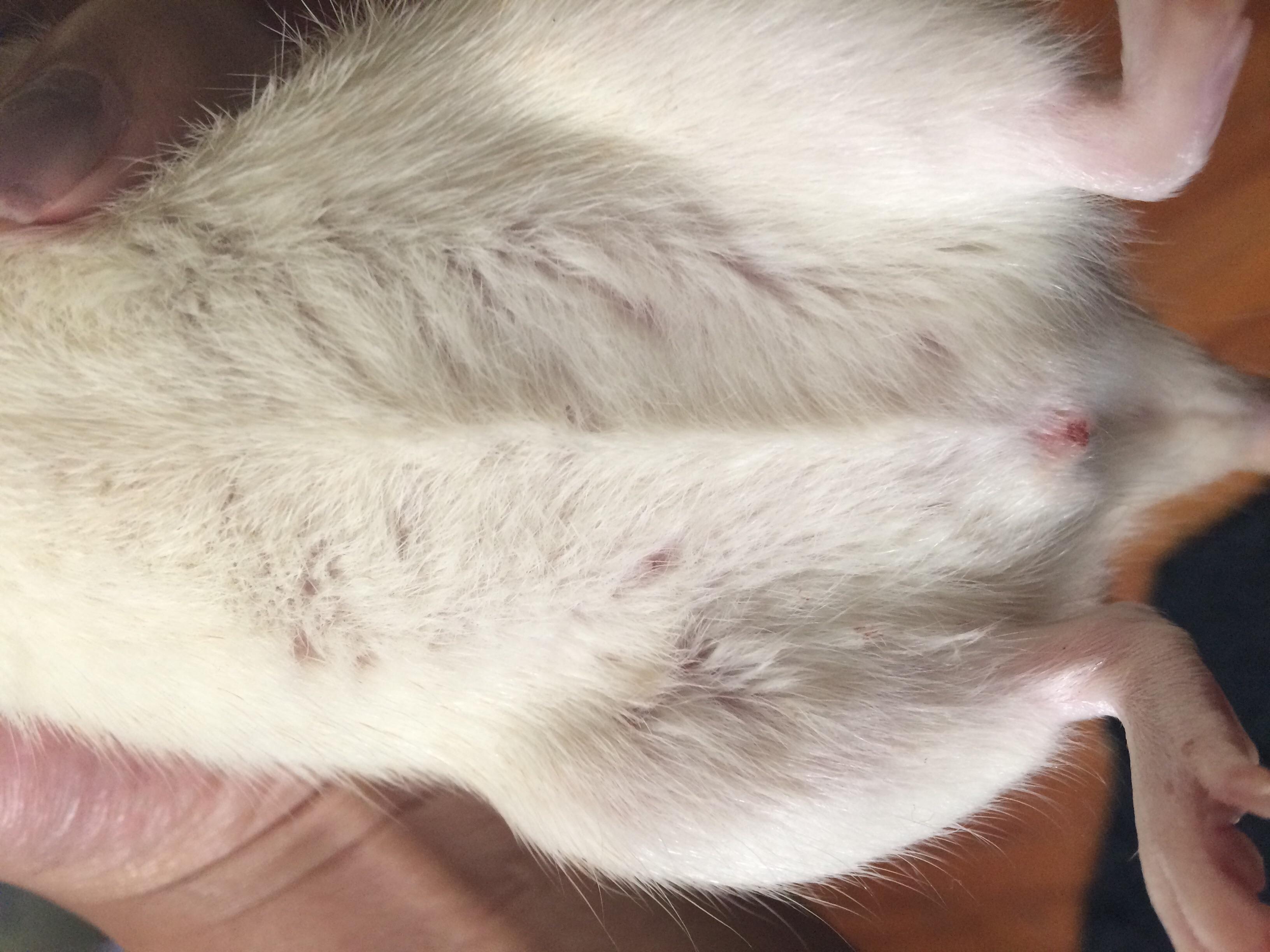 Why is my rat weak, hiding, and has reddish discharge? | Petco