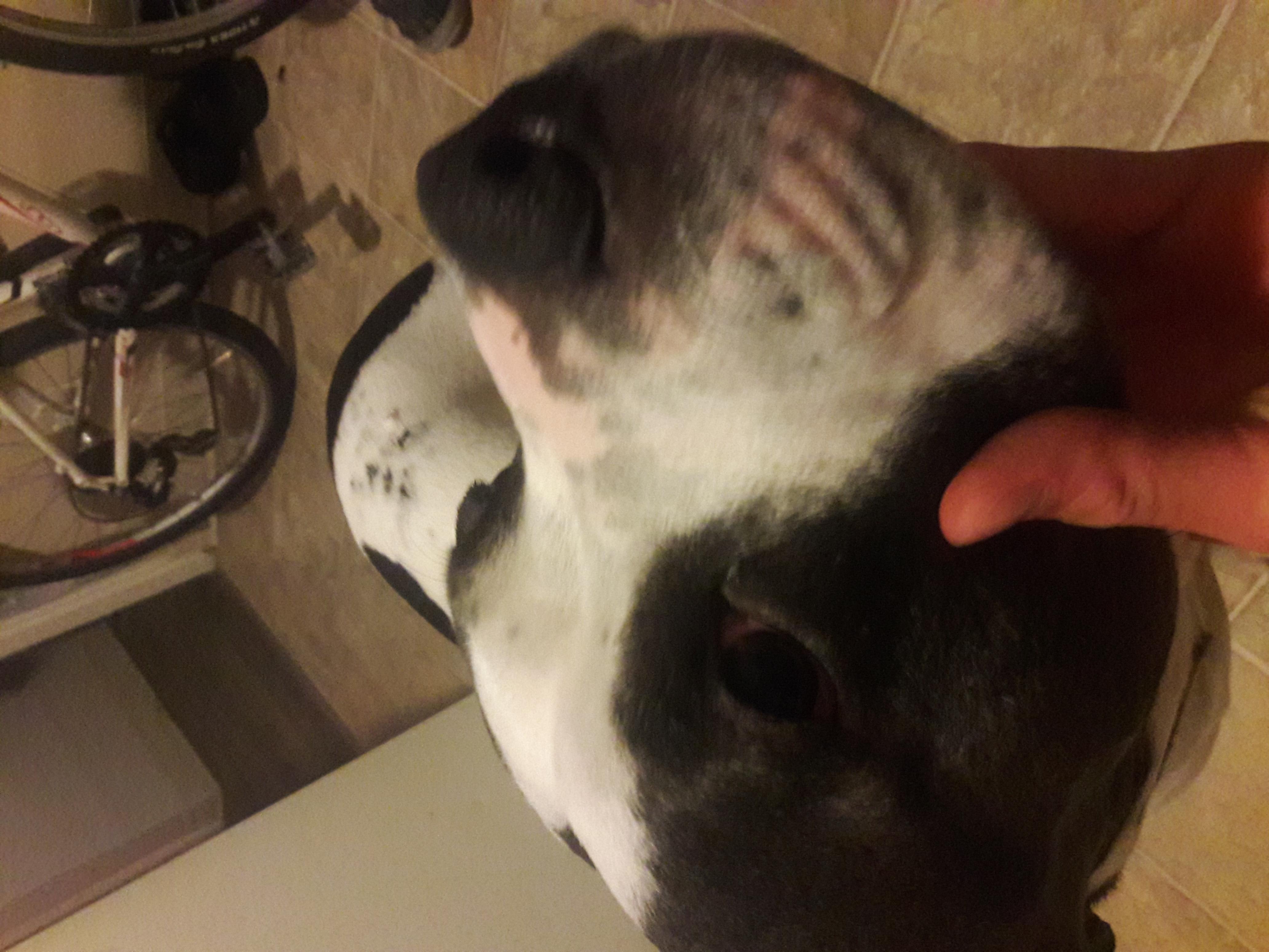 My Dog's Red, Goopy Eyes & Discharge: Does She Need a Vet? | Petco