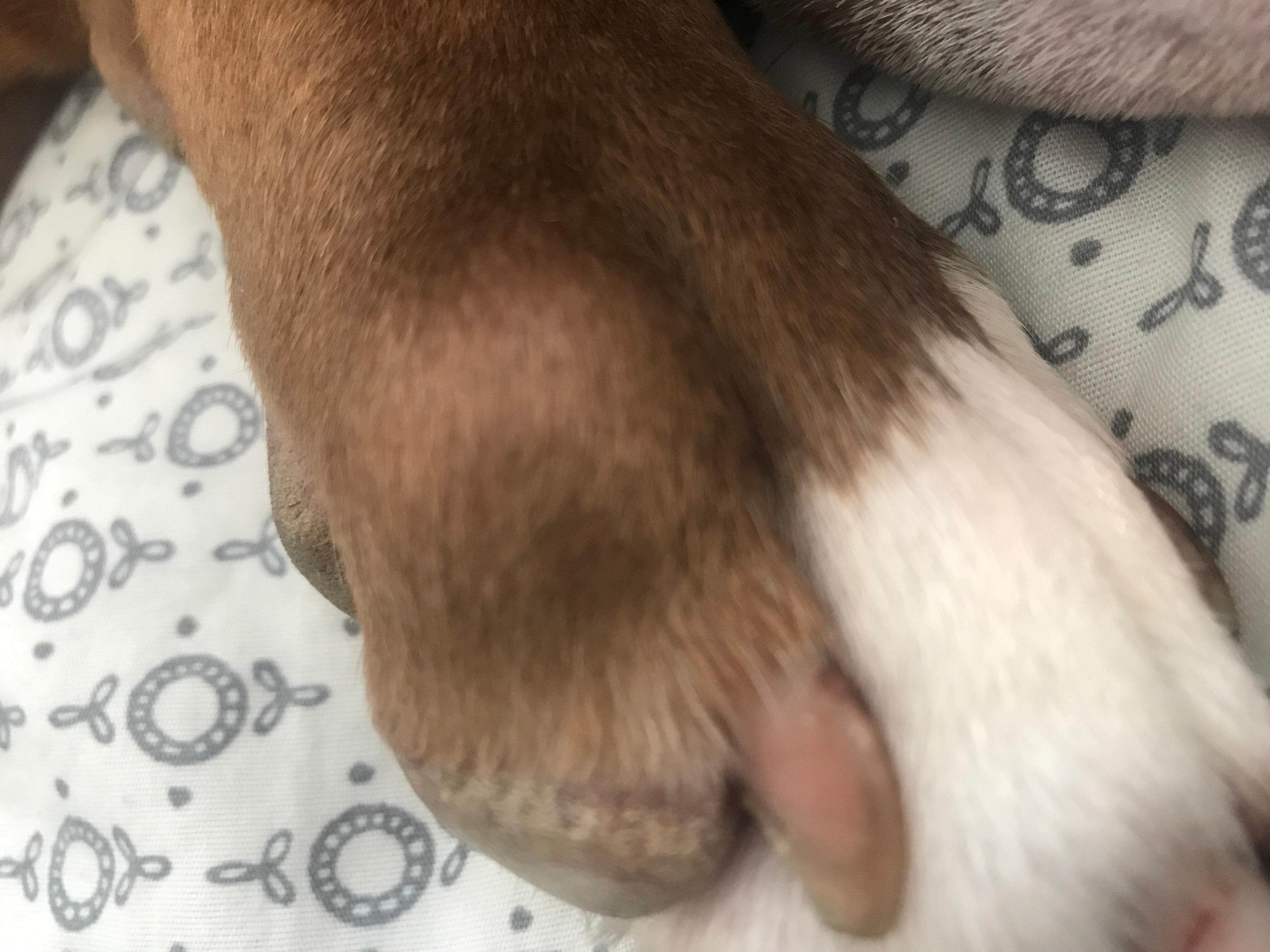 Stepped on Dog's Toe 5 Days Ago, Swollen But Active? | Petco