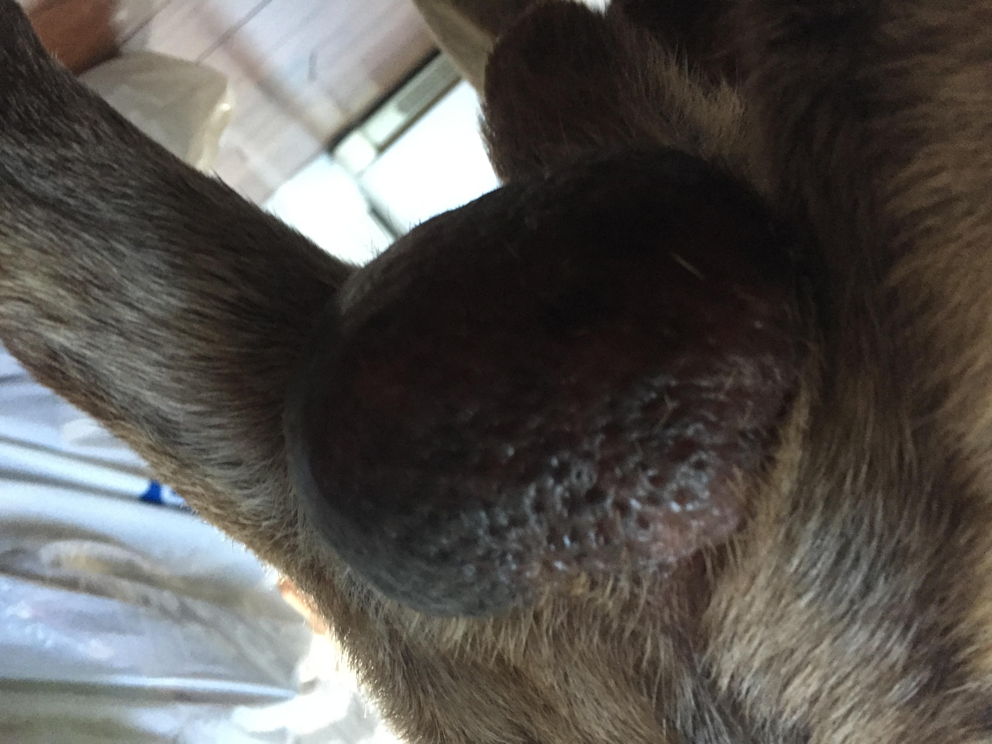Is your older unneutered dog's swollen, warm scrotum cancer? | Petco