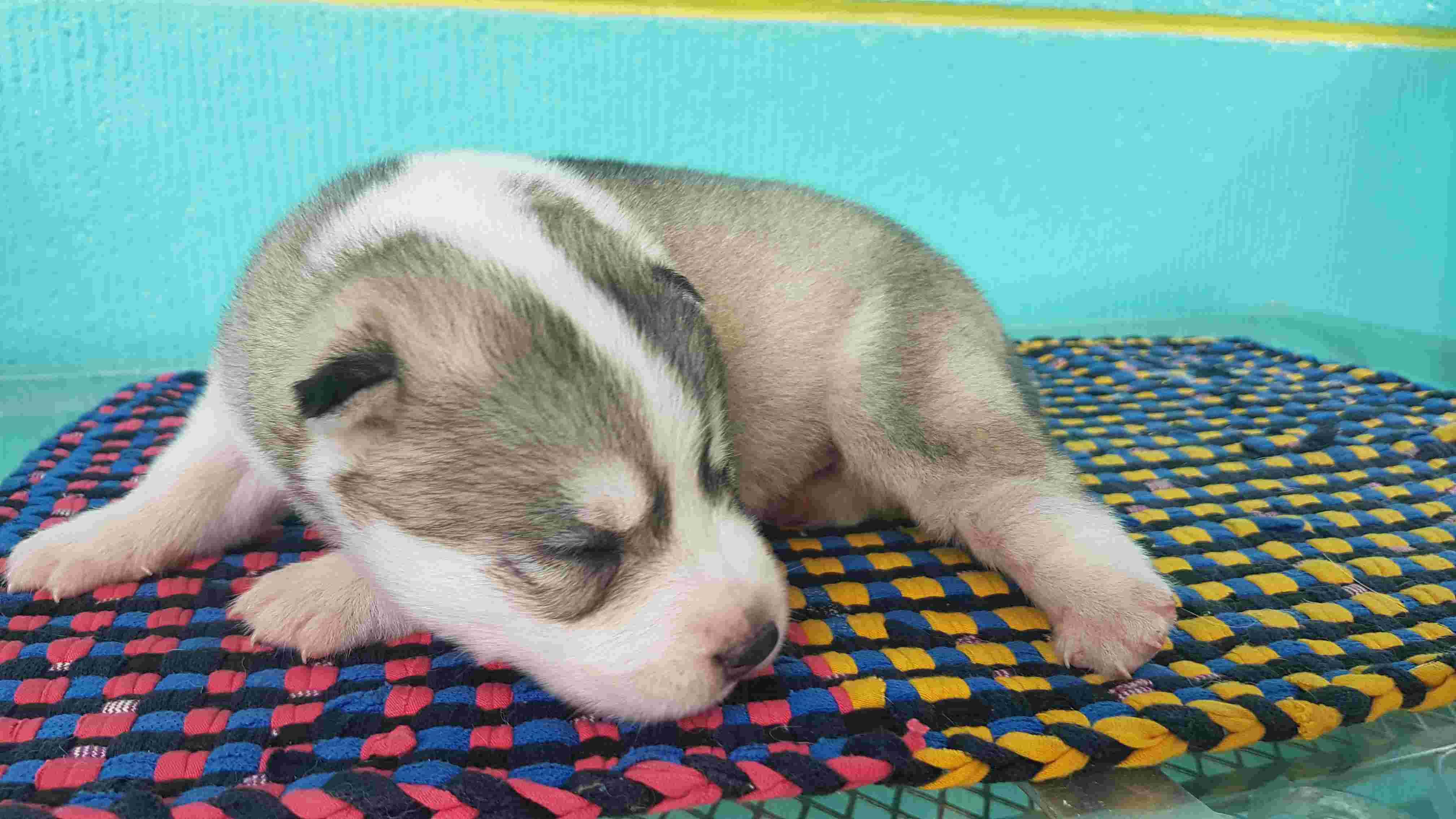 Puppy Markings & Size: Is Your 12-Day-Old Puppy Normal? | Petco