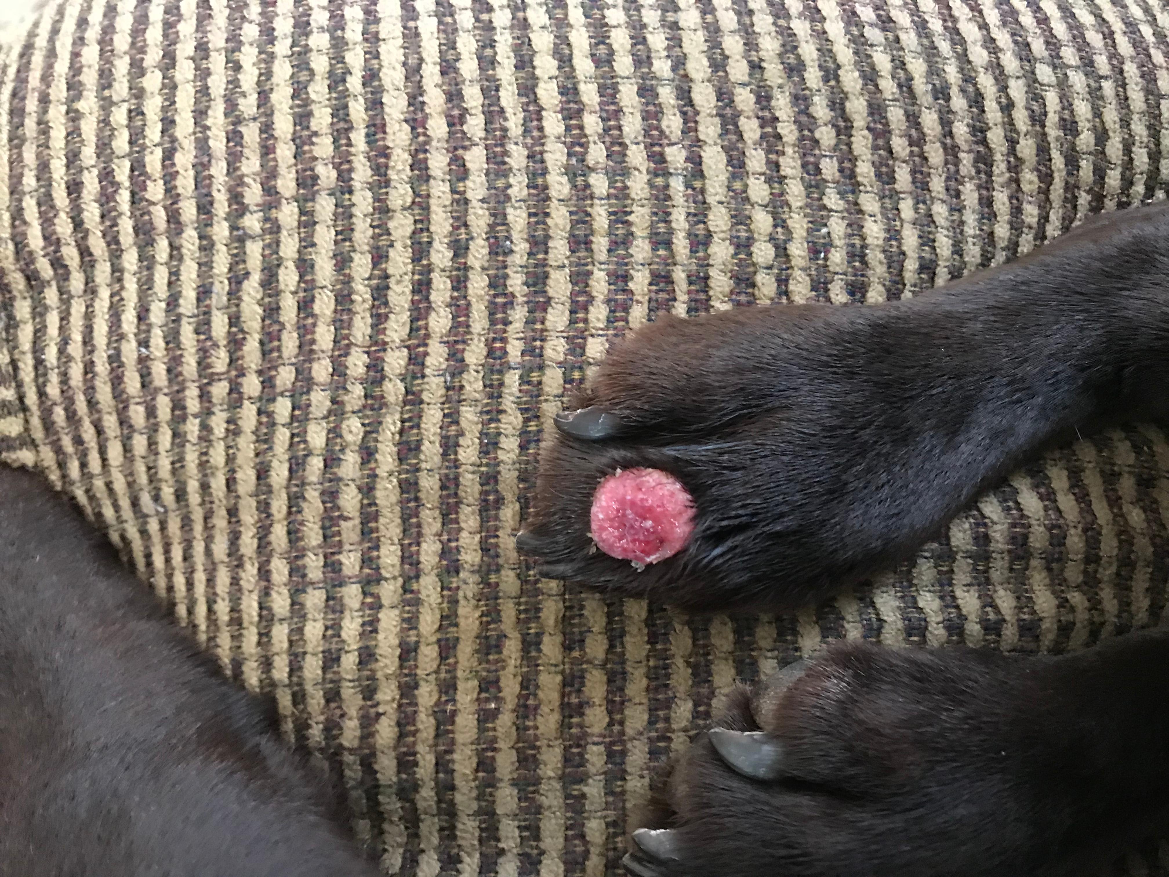 My dog's toe growth is getting bigger and bleeding. What to do? | Petco
