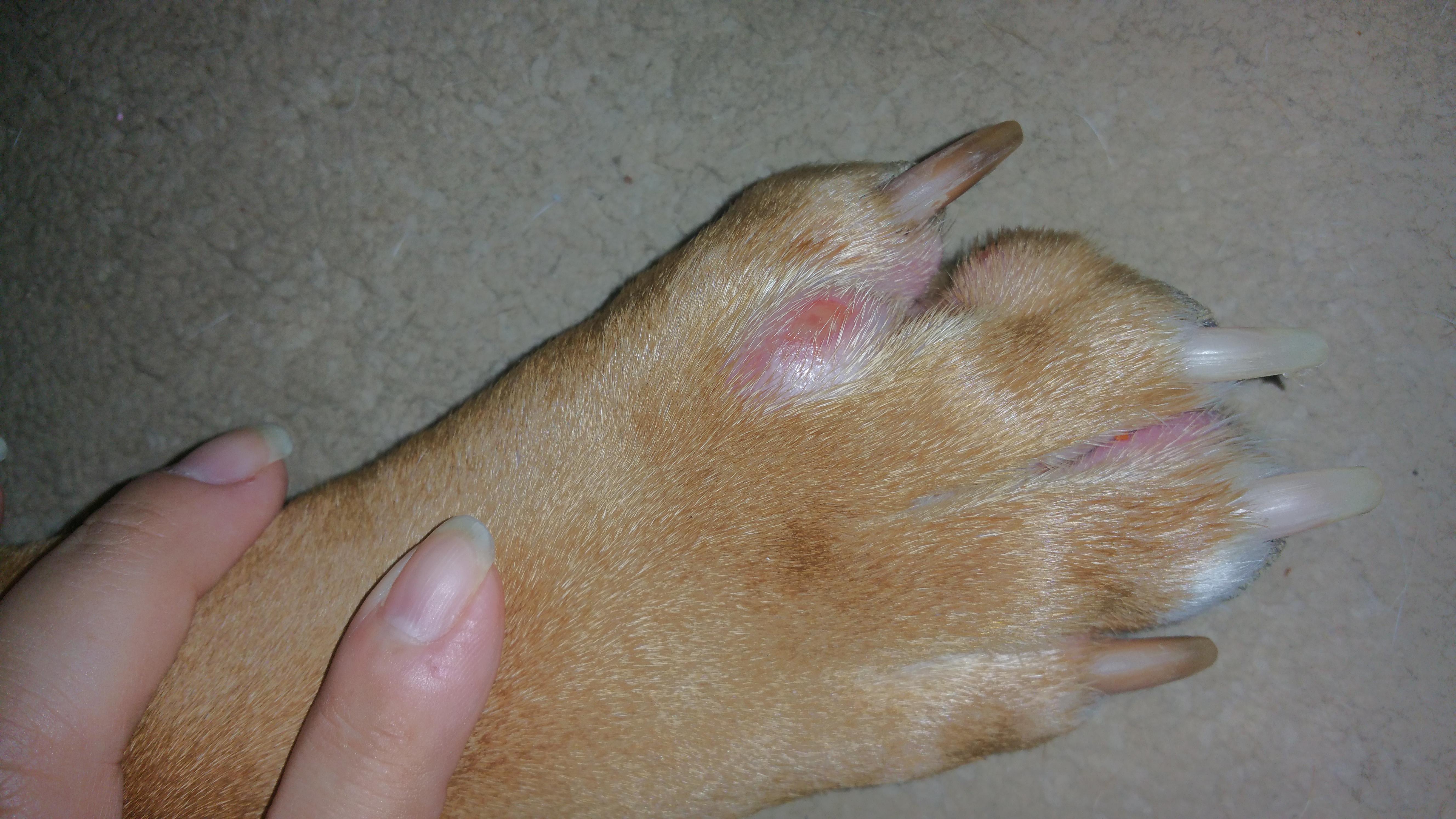 My dog has oozing, bleeding paw sores. Could it be an ear issue? | Petco