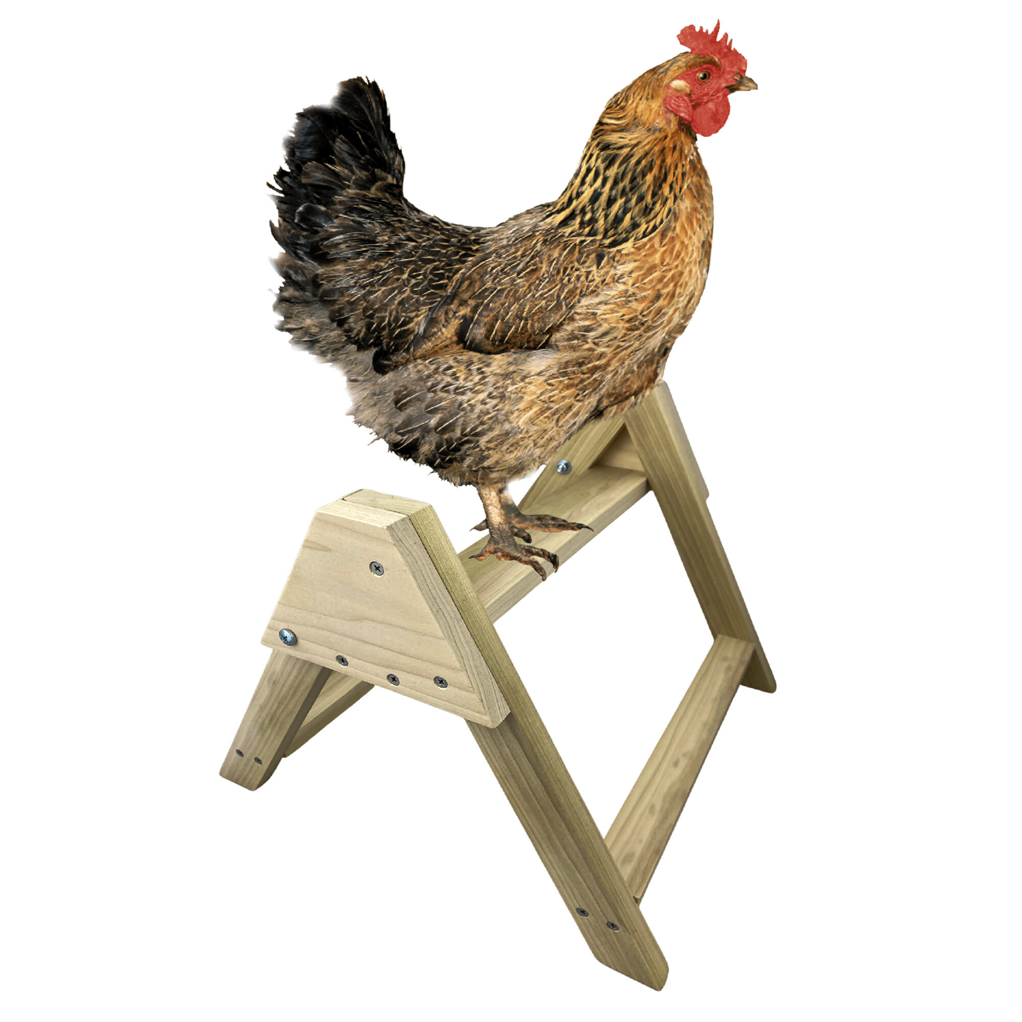 Backyard Barnyard Large Chicken Bird Perch, 18" L X 6" W X 16" H | Petco