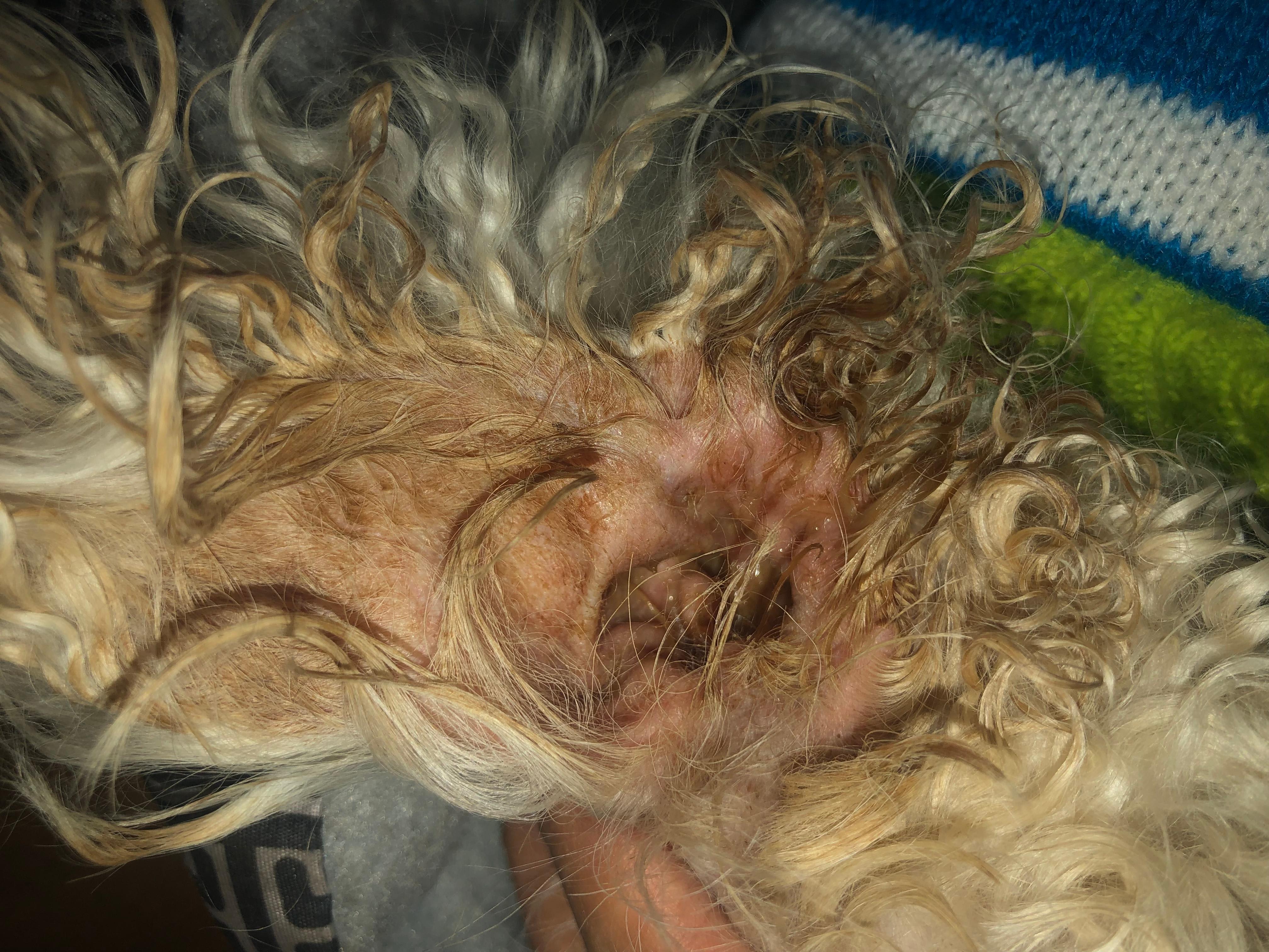 My Poodle Has Foul-Smelling Ear Discharge? OTC Options | Petco