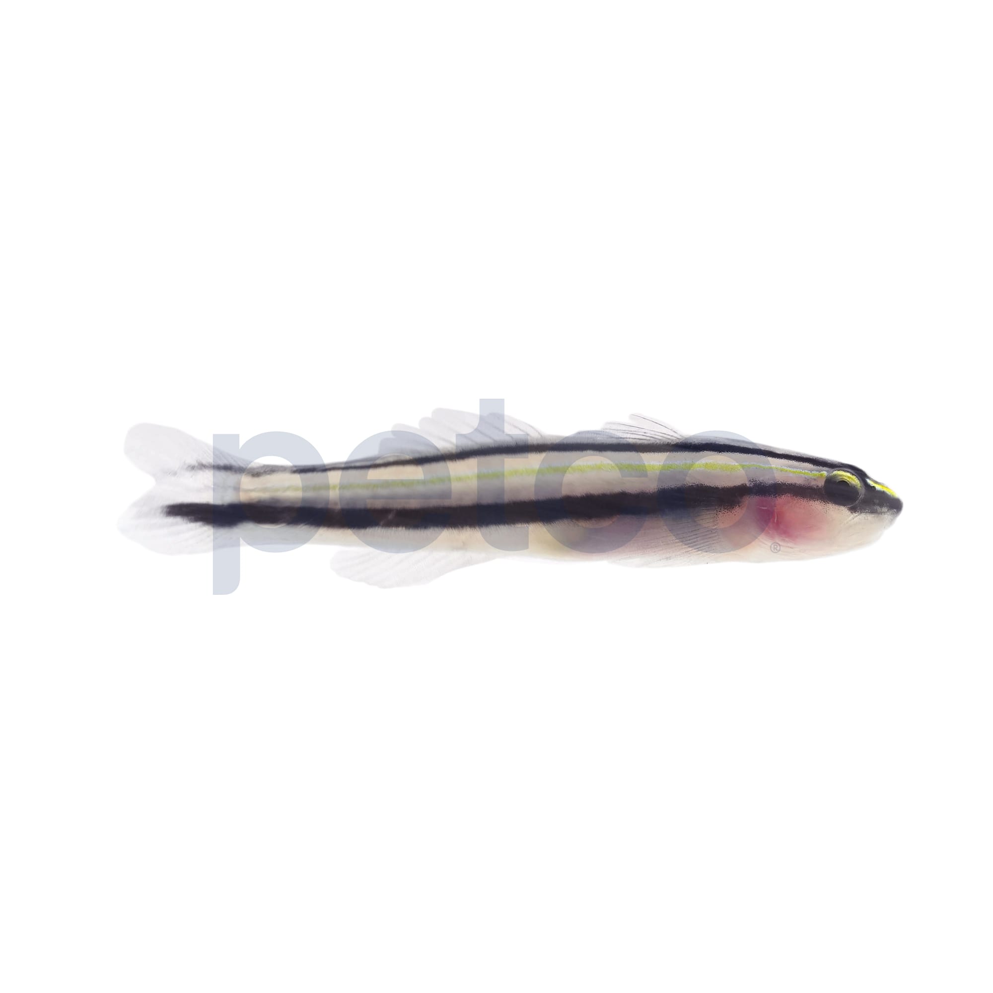 Aquacultured Neon Yellow Barsnout Cleaner Goby | Petco