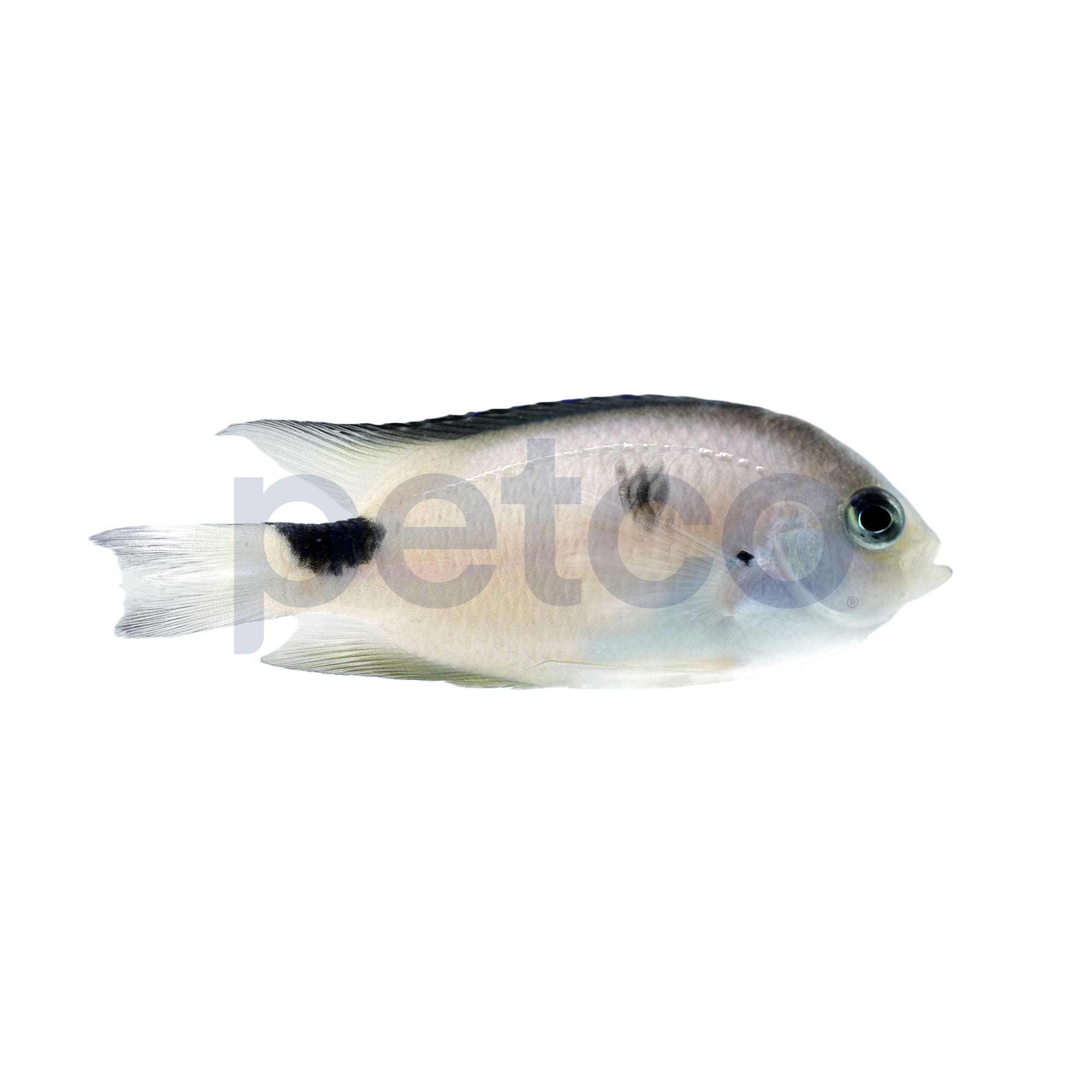 Corazon Damsel For Sale | Petco