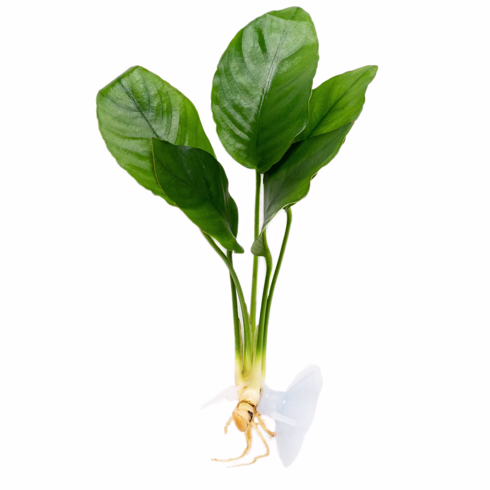 Anubias Plant on Suction Cup For Sale | Petco