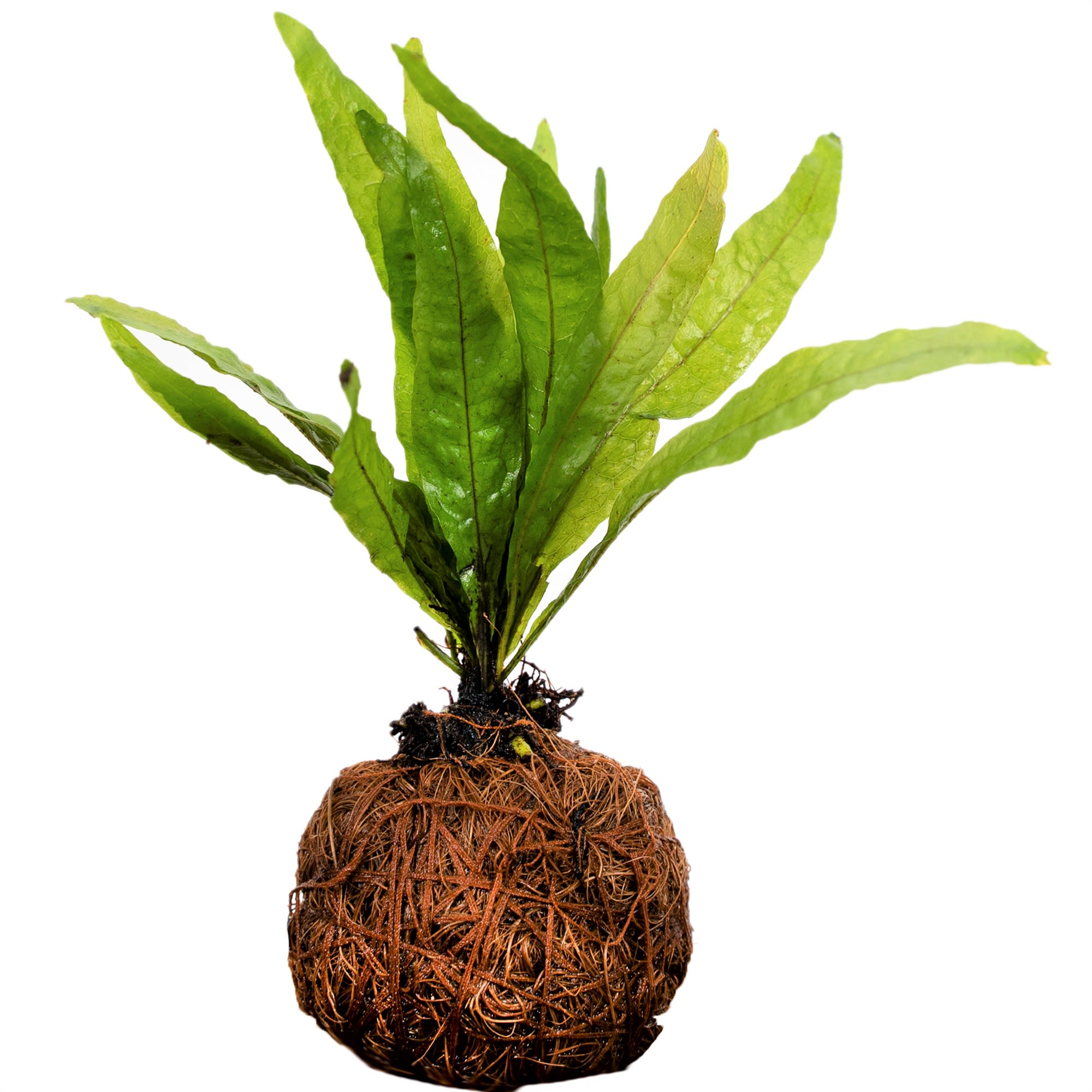 Coco Ball with Plant For Sale | Petco