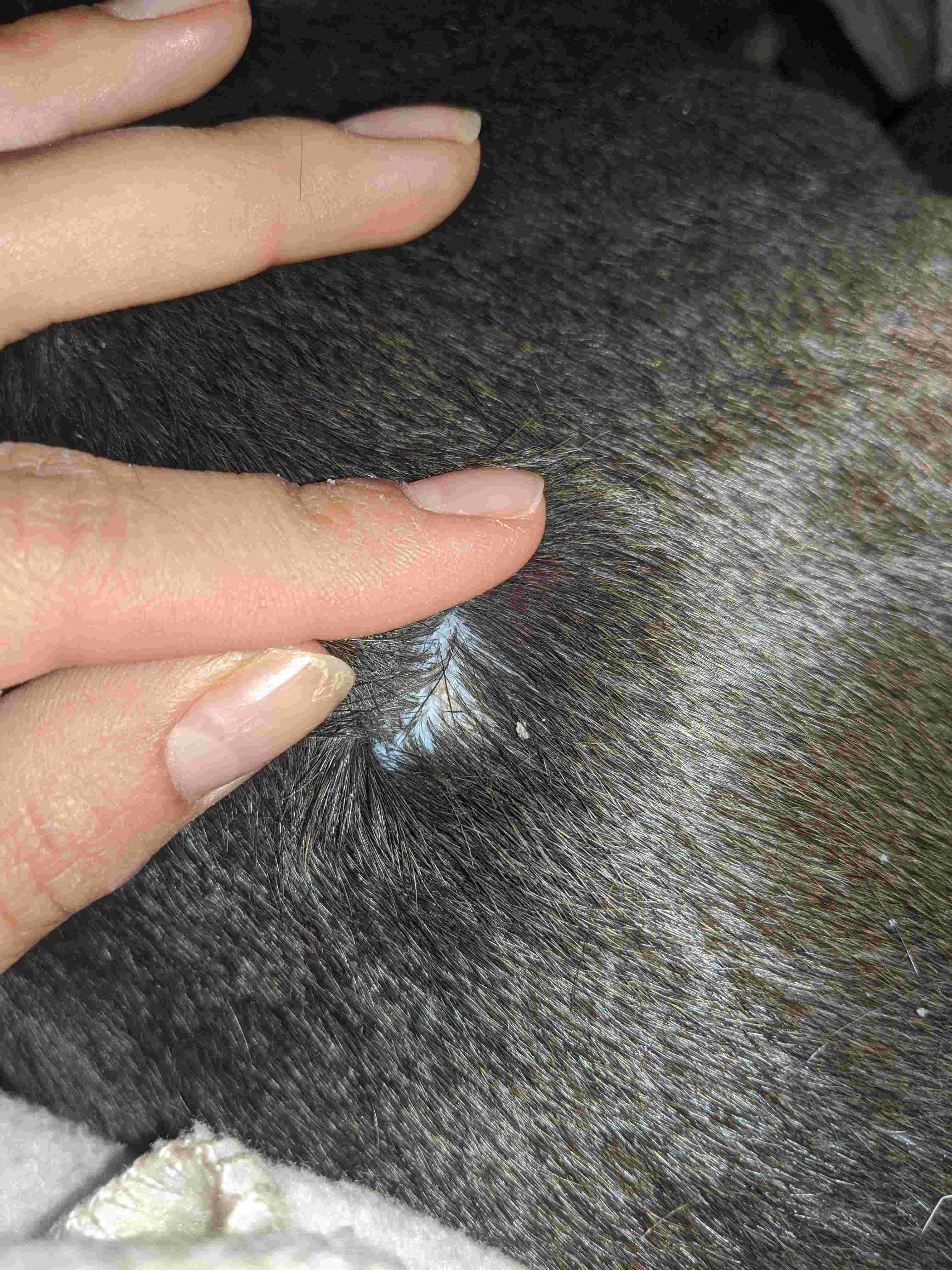 How to Treat Your Pit Bull's Dry, Flaky Skin Patches (Not Itchy)? | Petco