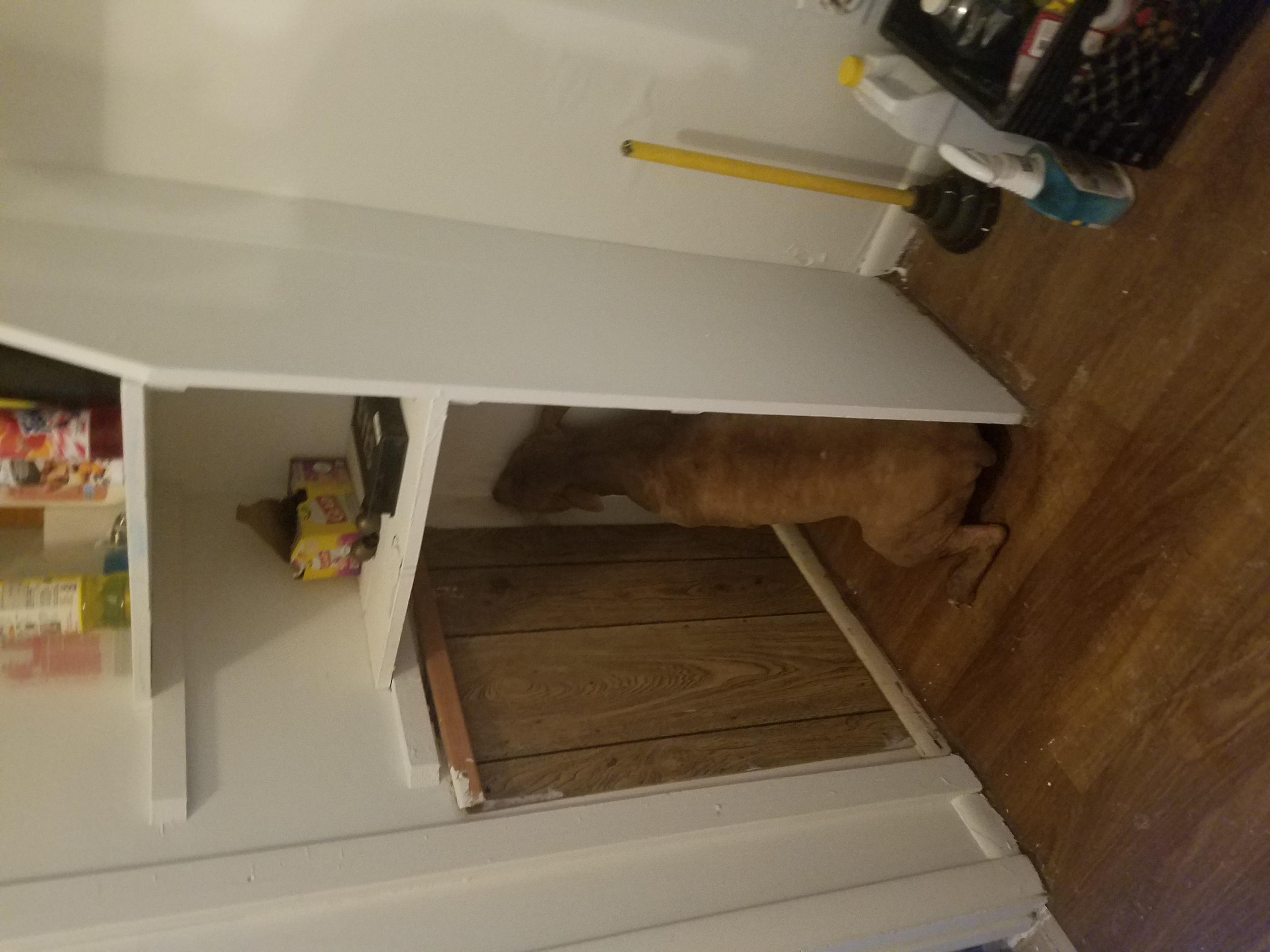 Why is my dog falling over, can't walk straight, and acting weird? | Petco