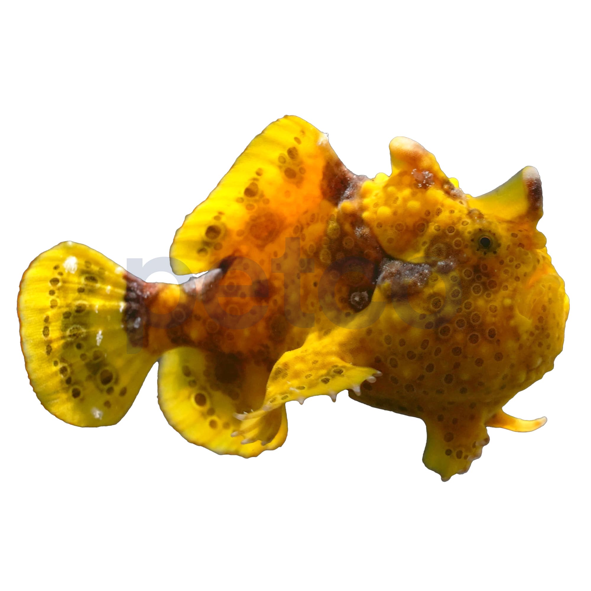 Angler Fish For Sale | Petco