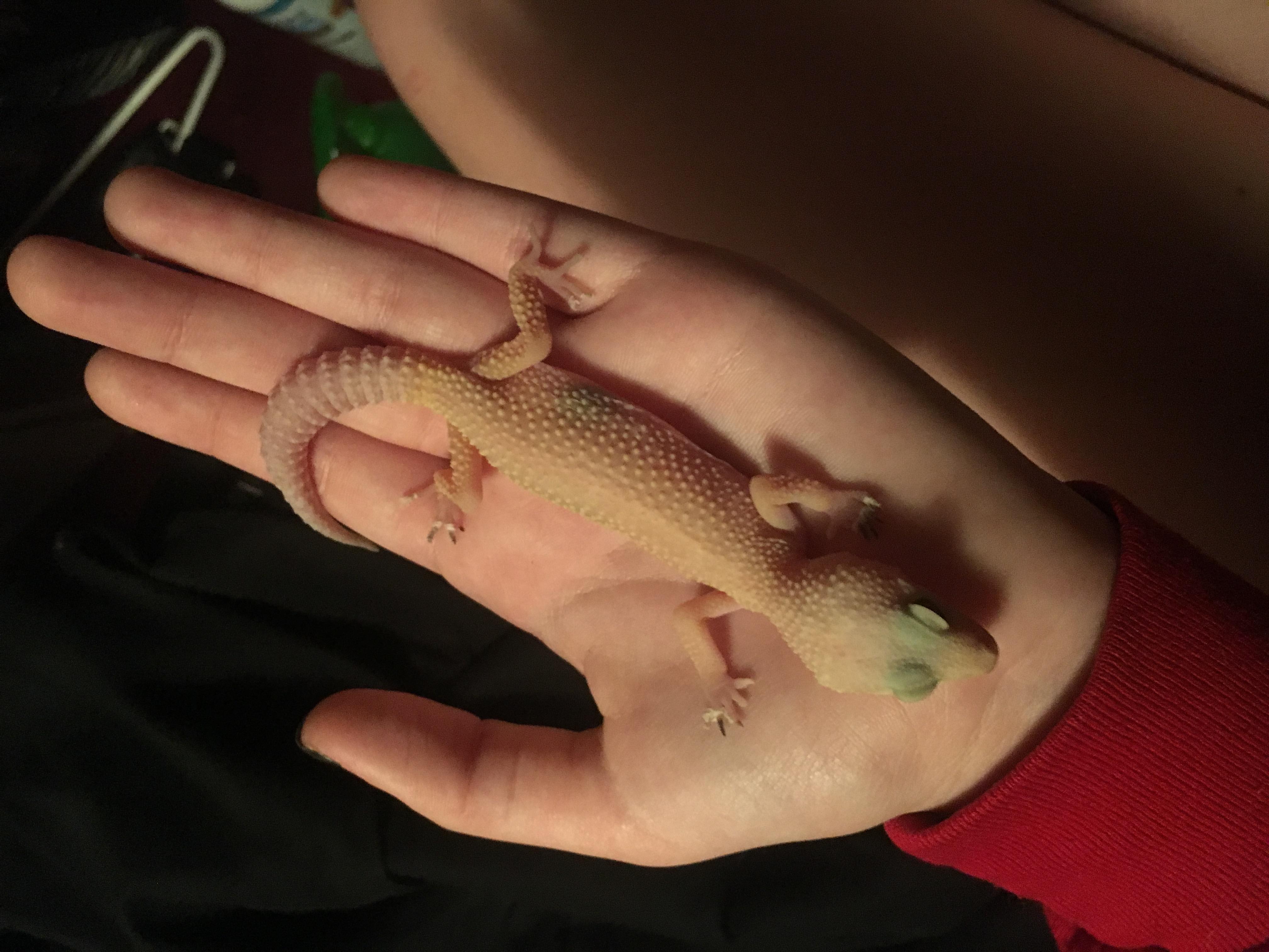 Leopard Gecko Won't Eat for Weeks? Is It Belly Heat or Impaction? | Petco