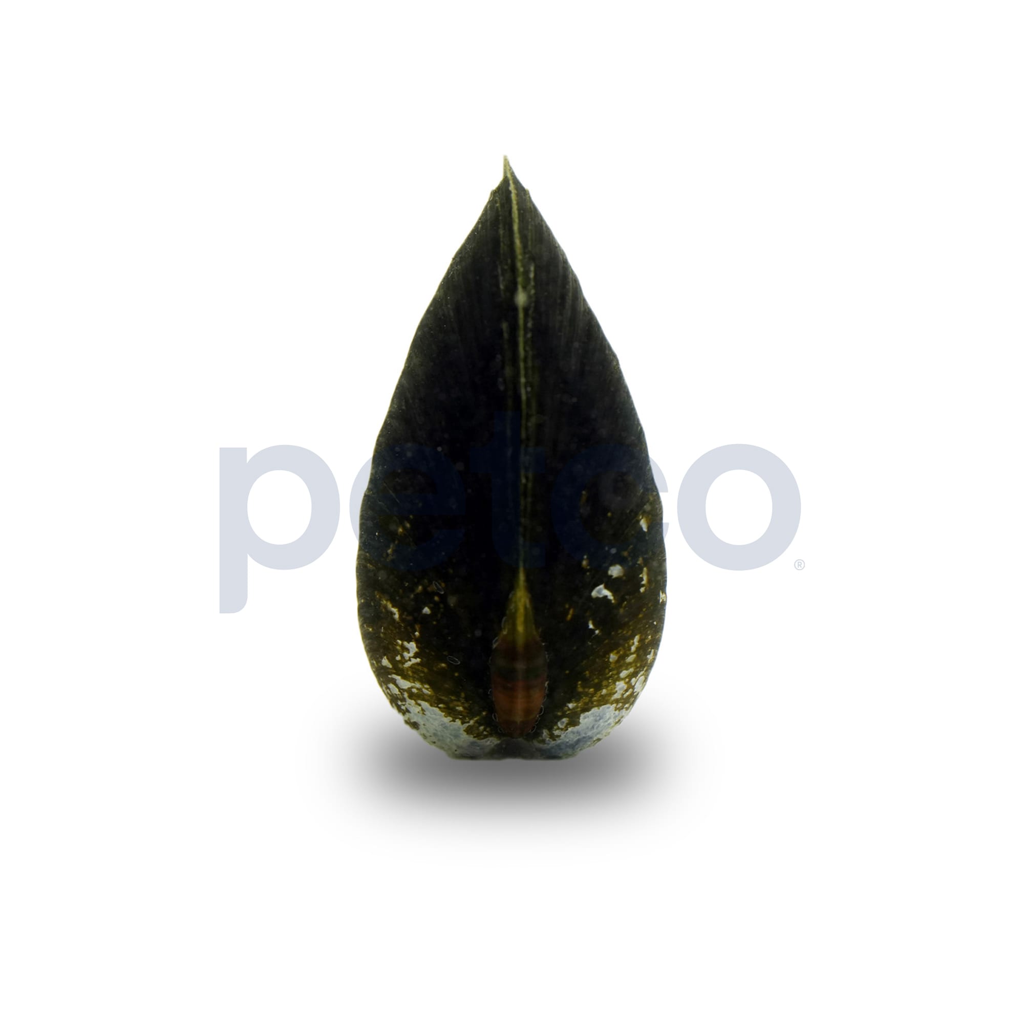 Black Snow Clam For Sale | Petco