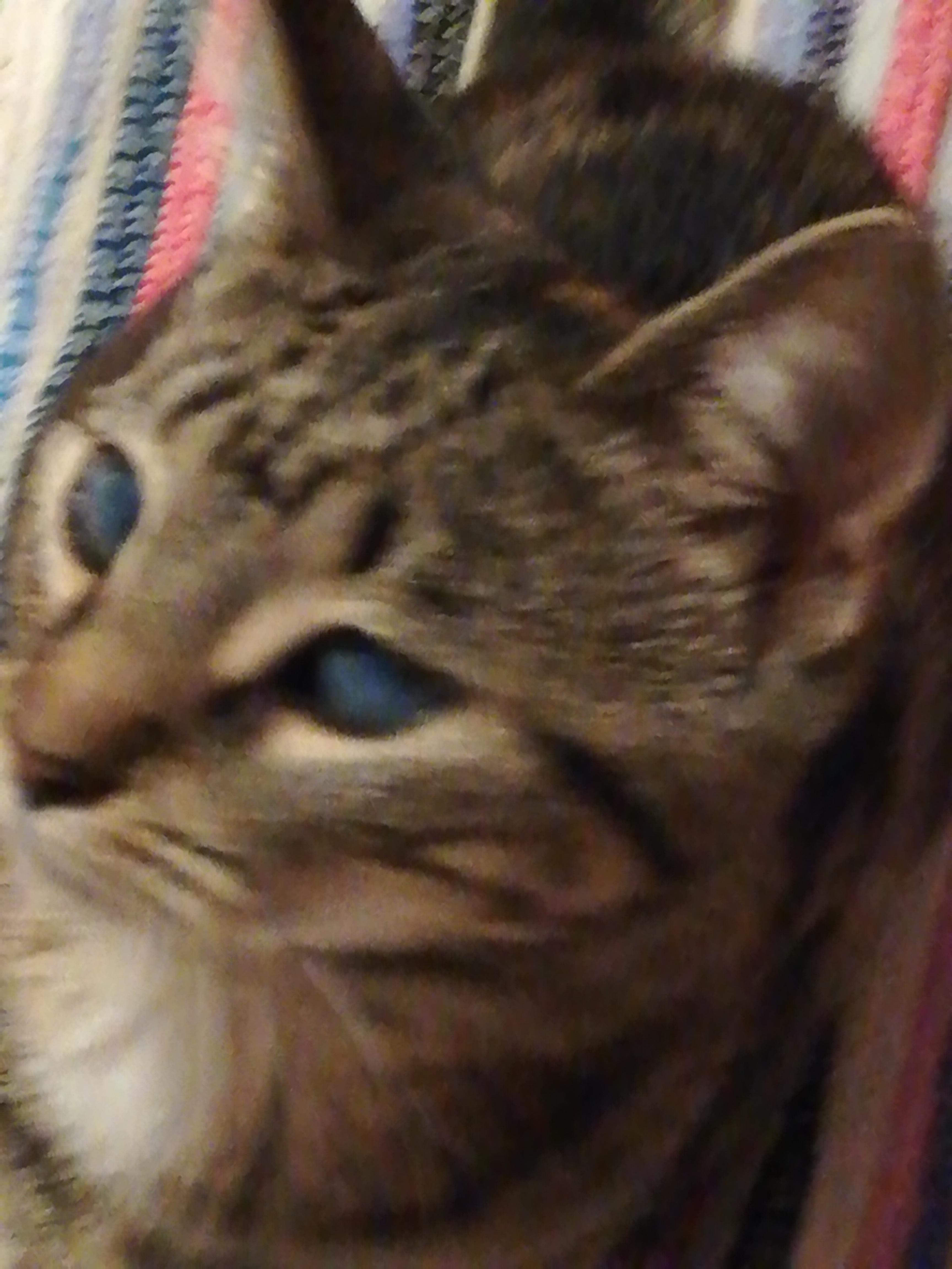 Is it normal for a 5-month-old tabby kitten to have blue eyes? | Petco