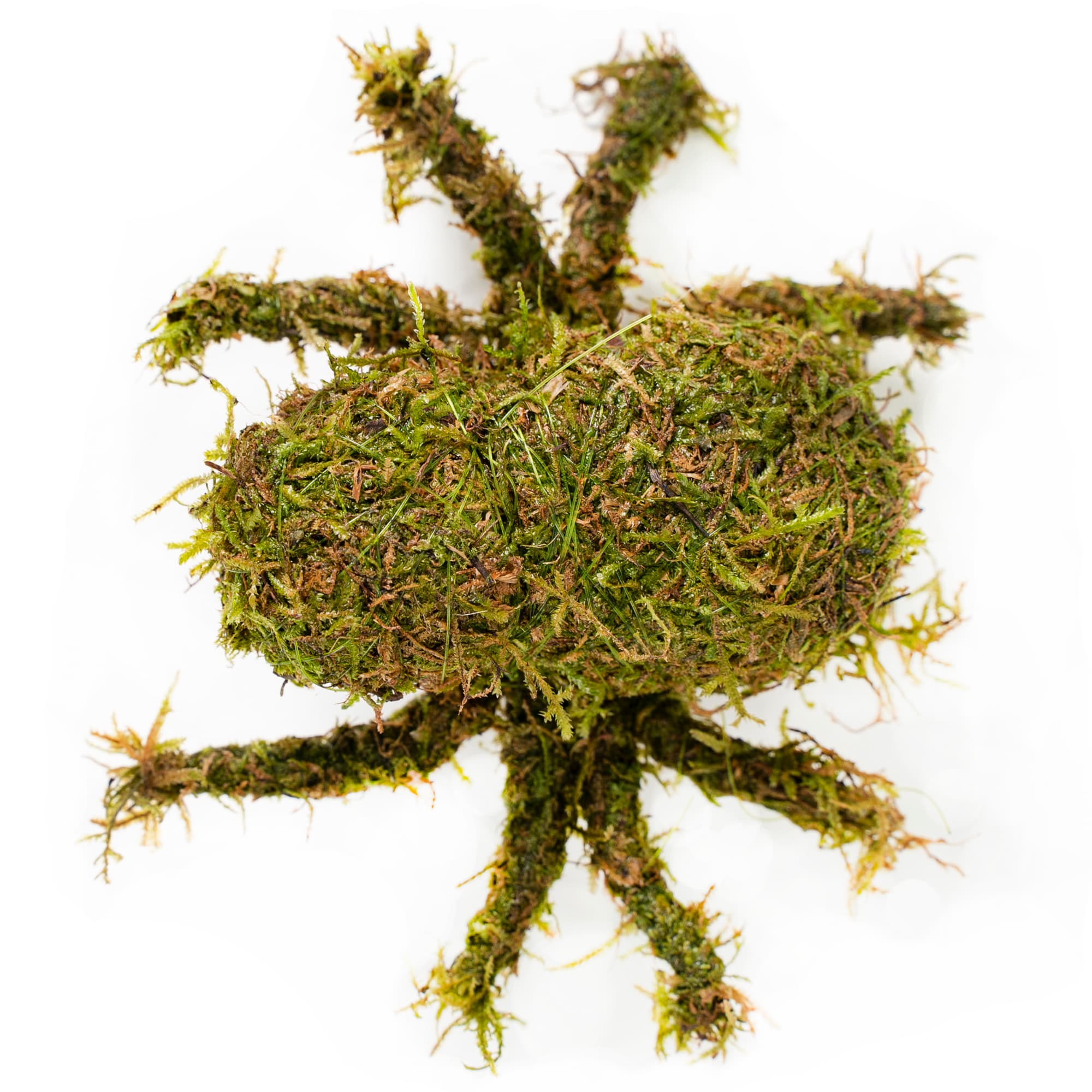 Mossy Spider, Small | Petco