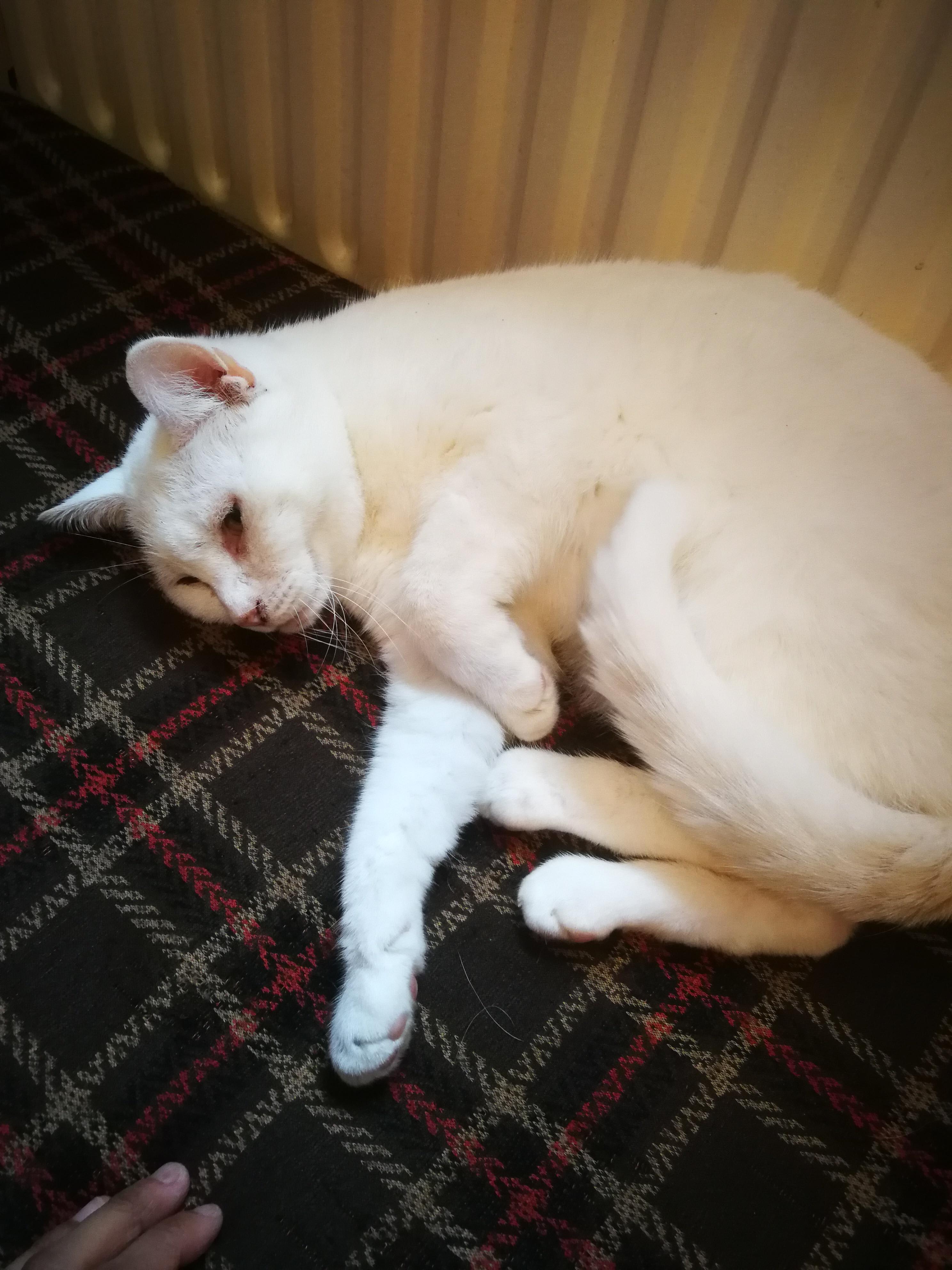 My Cat's Paw Swollen, Limping, Shedding: Broken? When to See Vet | Petco
