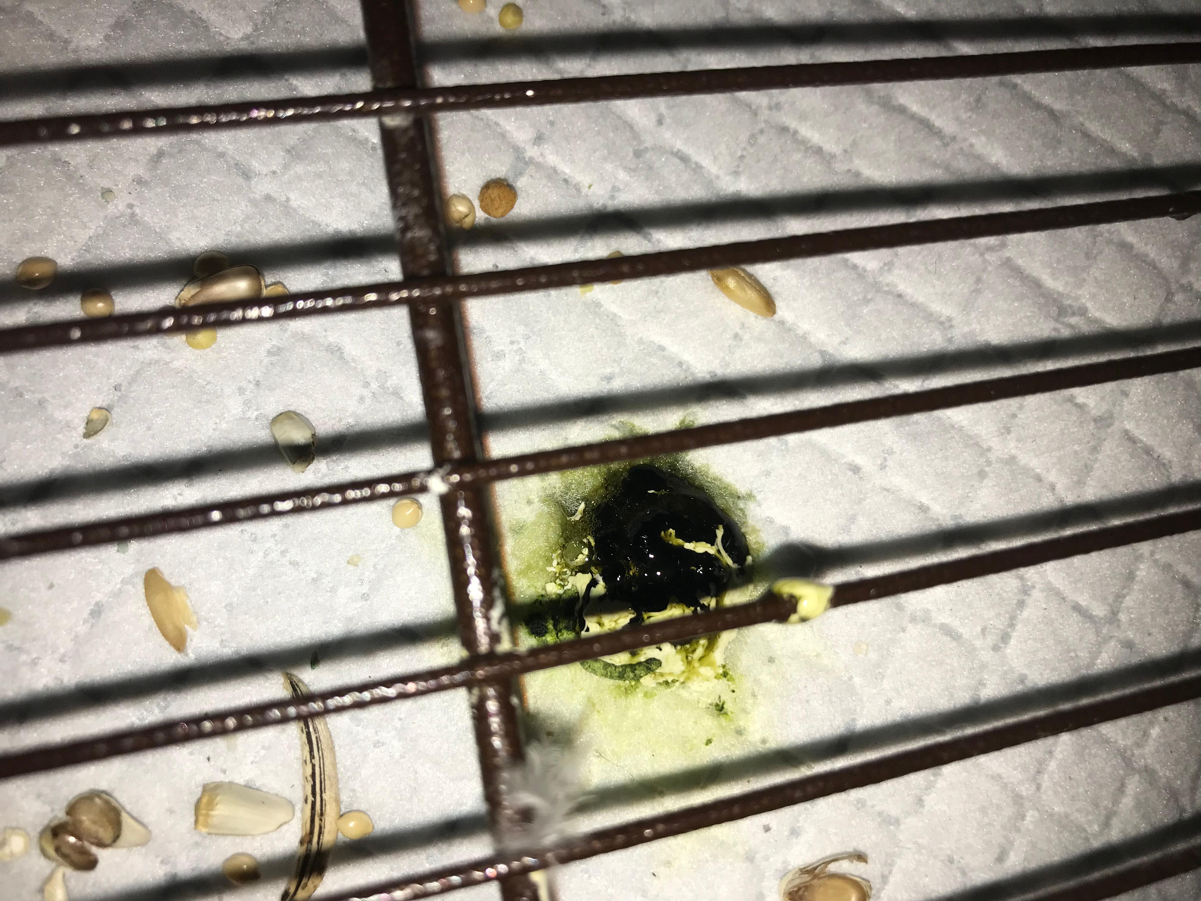 My conure is head bobbing, dark poop. Is it diet or stress? | Petco