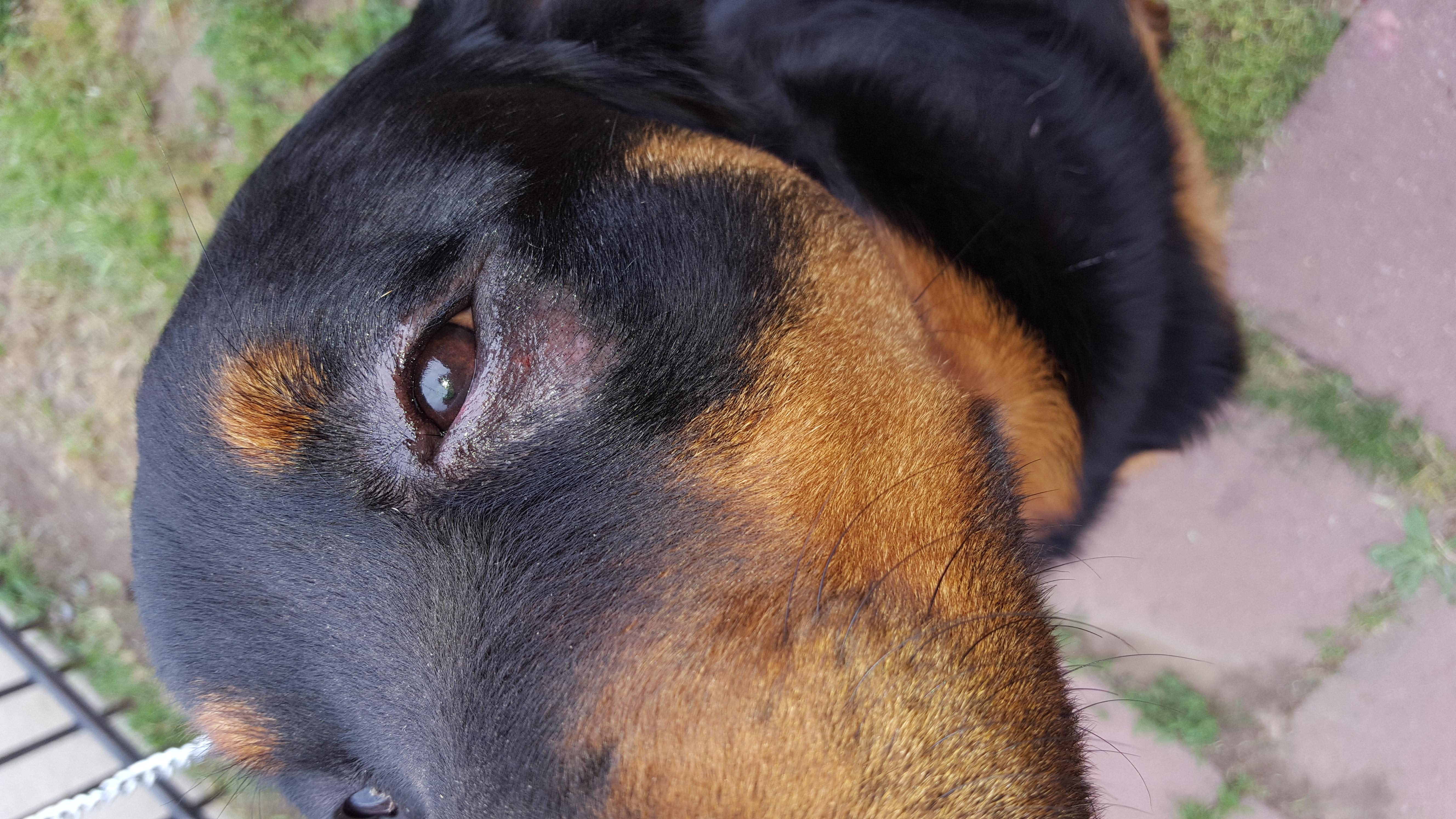 Why is my dog's irritated dry eye not better after vet visits? | Petco