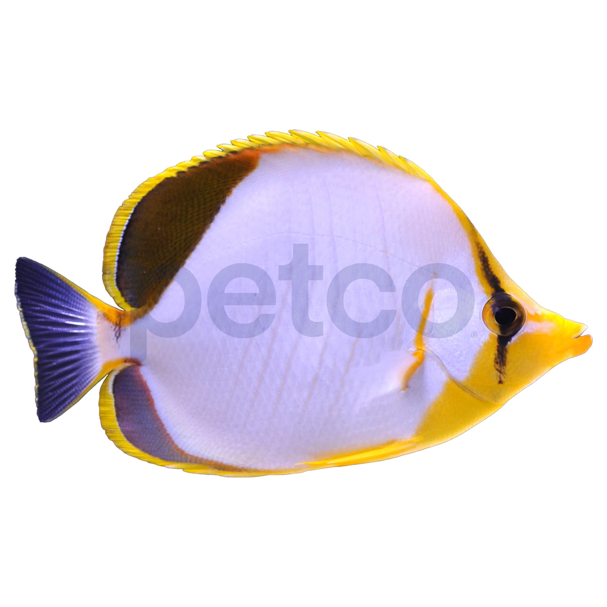 Yellow Head Butterflyfish (Chaetodon xanthocephalus), Medium | Petco