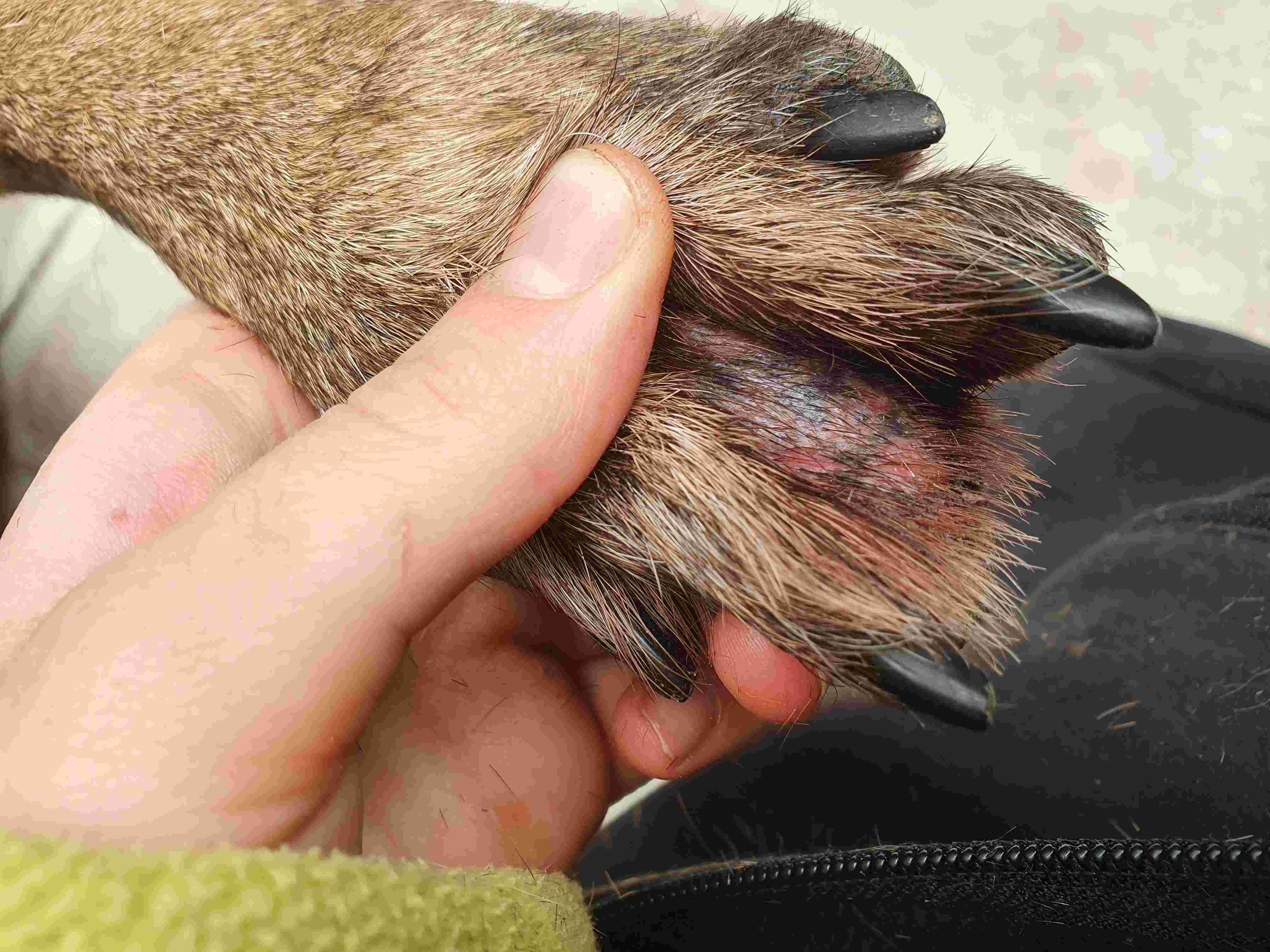 My Dog's Paw is Painful, Red, Inflamed: Infection or Serious? Vet? | Petco